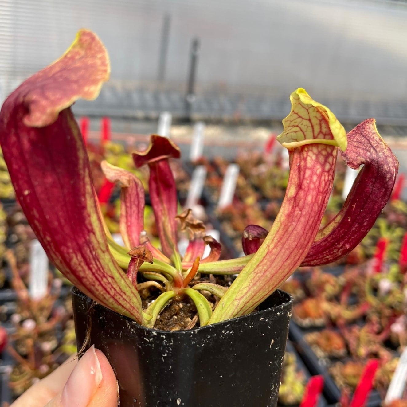 Sarracenia ‘Hydra’ – Pitcher Plant (2″ Pot) | Buy Now!