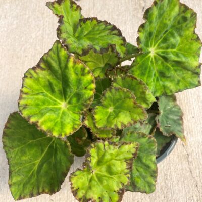 Our Plants | Little Prince To Go