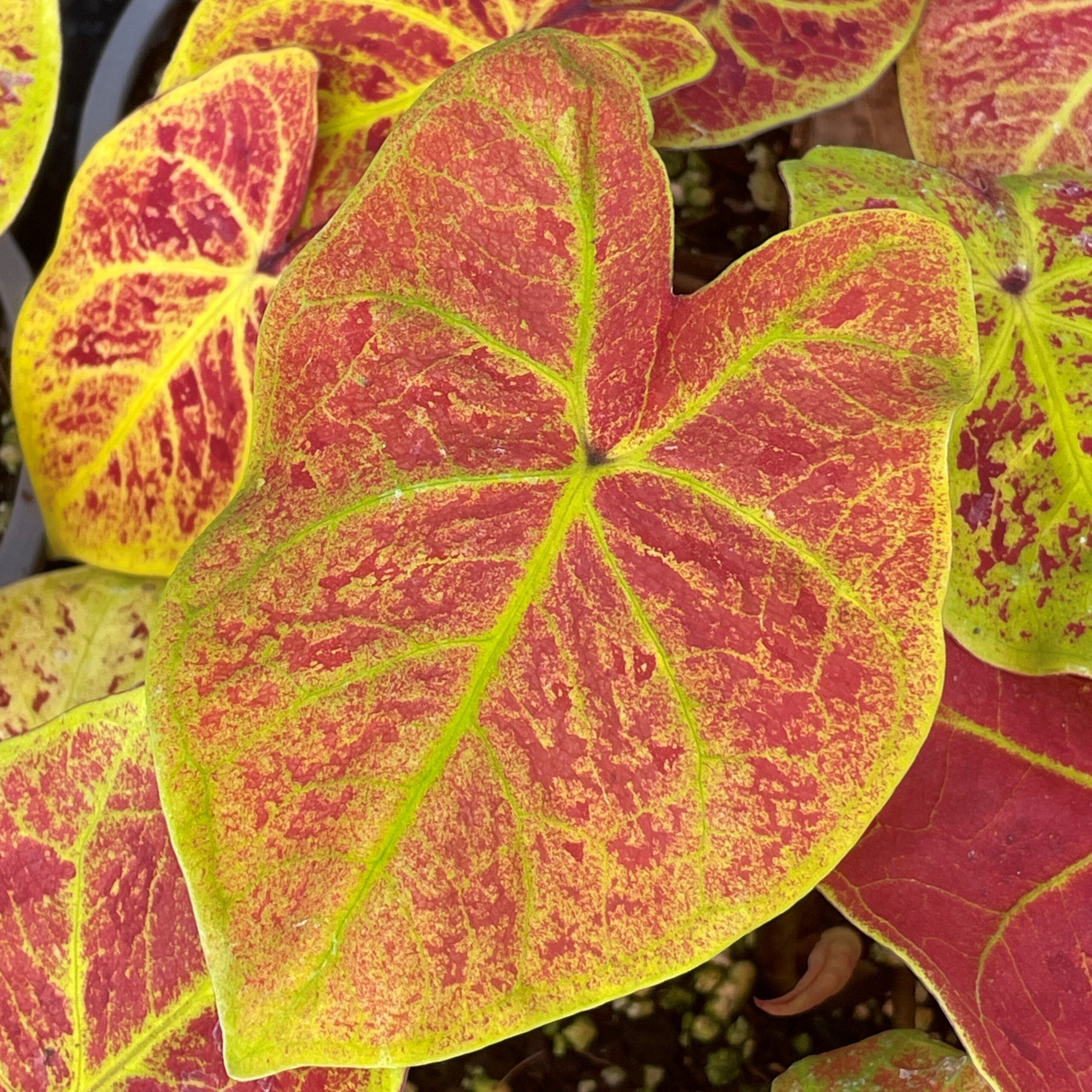 Caladium bicolor 'New Wave' (4.5" Pot) | Little Prince of Oregon Nursery