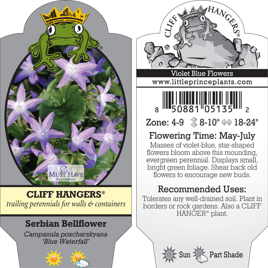 Campanula poscharskyana 'Blue Waterfall' - Serbian Bellflower, USPP ...