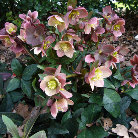 Helleborus HGC® Merlin® (1 Gallon) | Little Prince of Oregon Nursery
