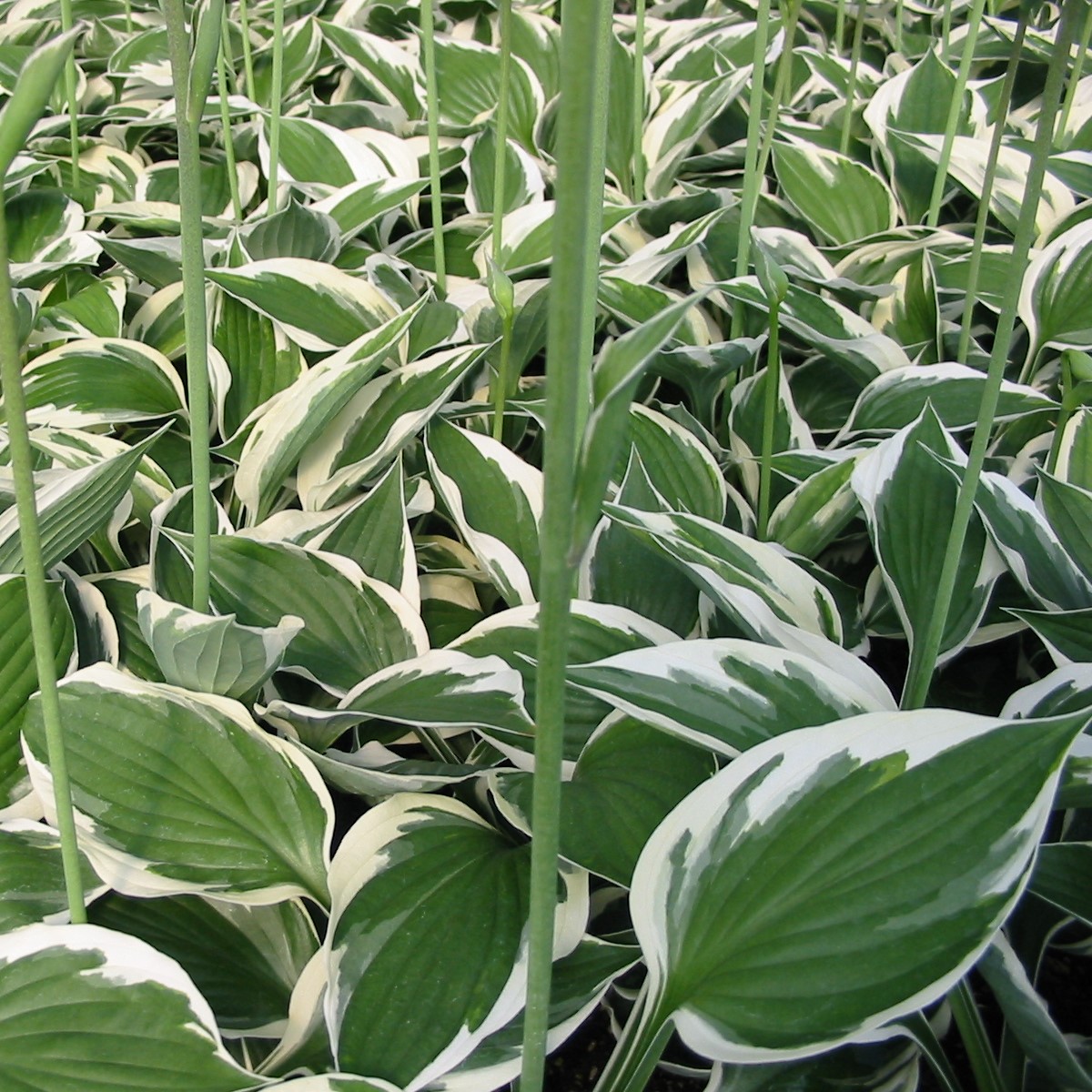 Hosta 'Minutemen' - Plantain Lily (3.5" Pot) | Little Prince of Oregon ...