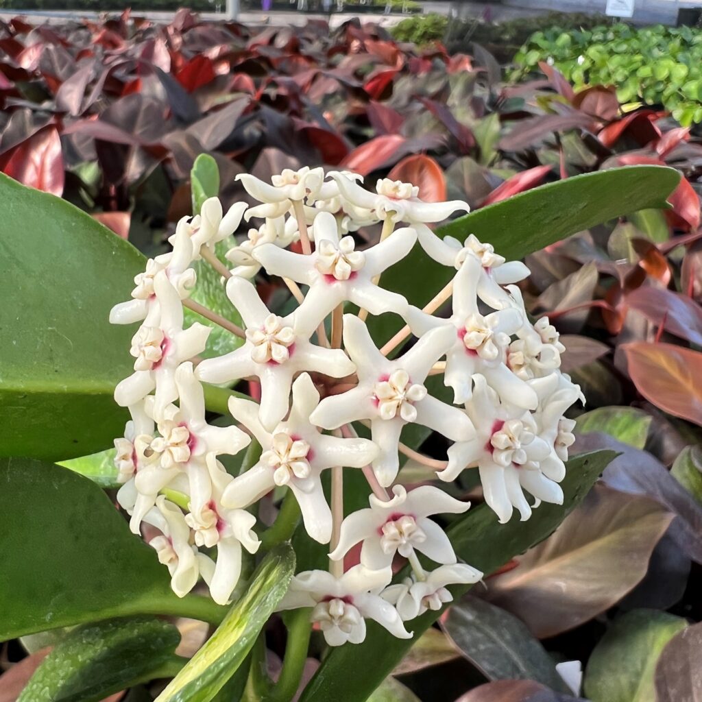 Hoya australis - Wax Vine (4.5" Pot) | Little Prince of Oregon Nursery