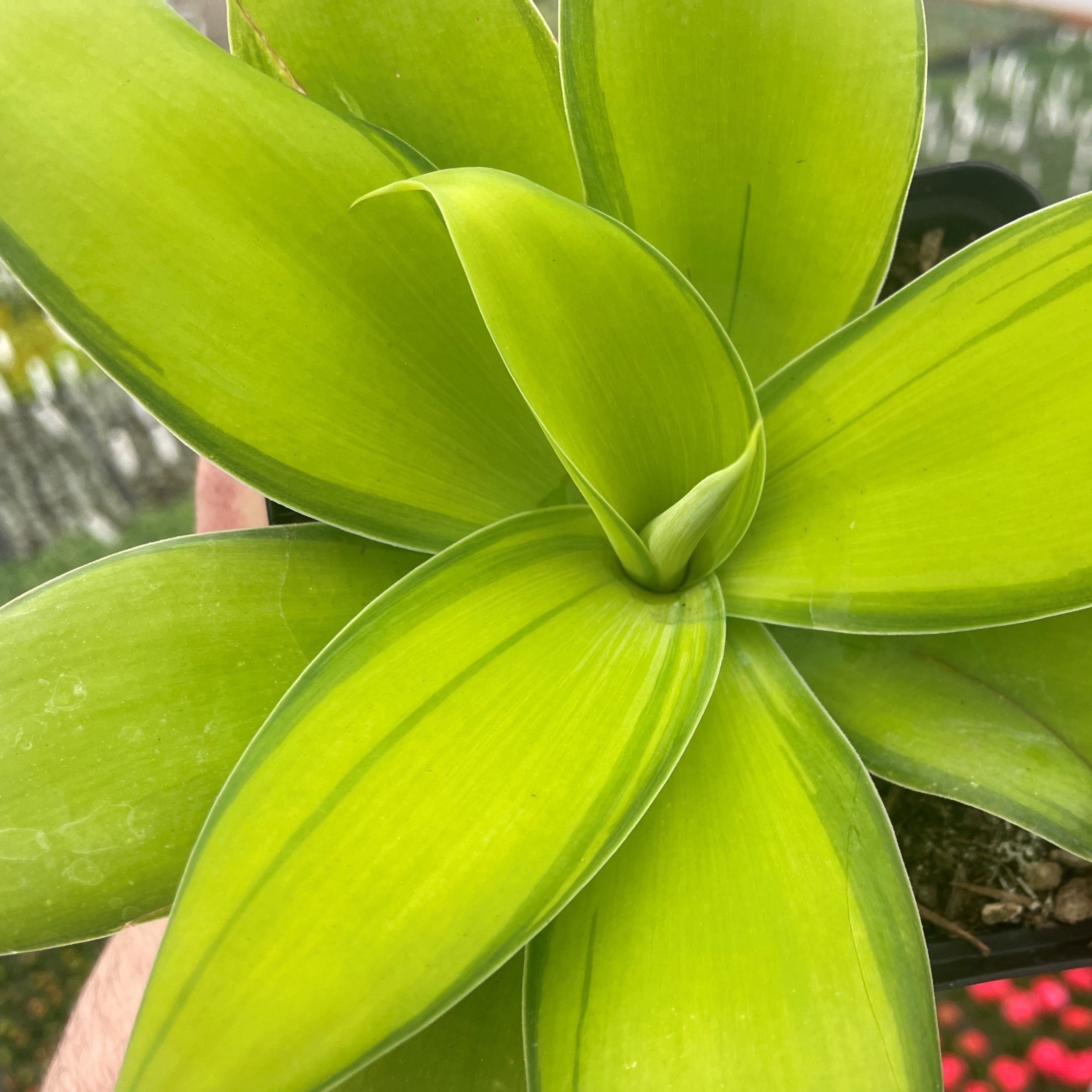 Agave attenuata 'Kara's Stripes' - Variegated Fox Tail Agave PP#19,444 ...