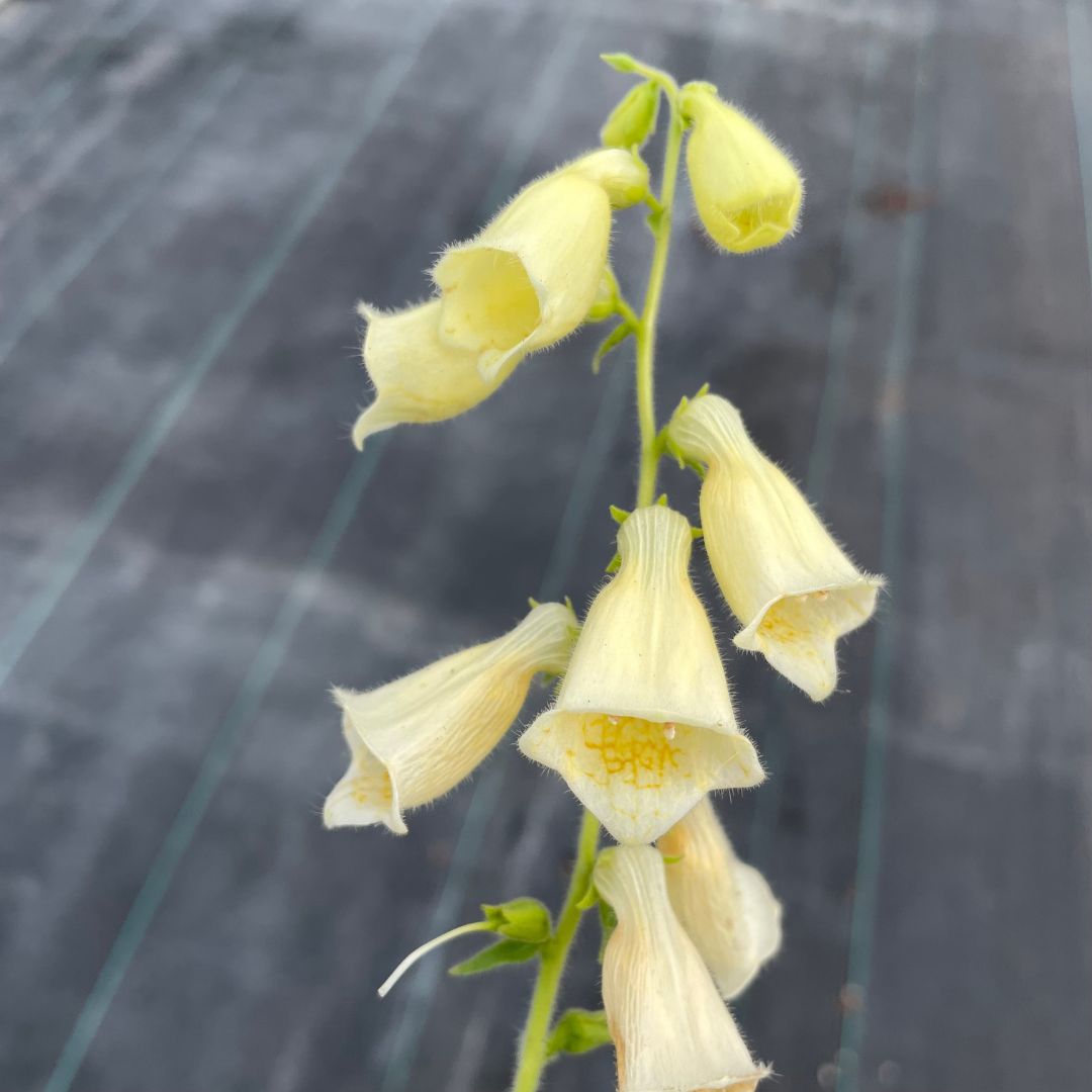 Digitalis grandiflora 'Carillon' - Dwarf Yellow Foxglove (4.5" Pot ...