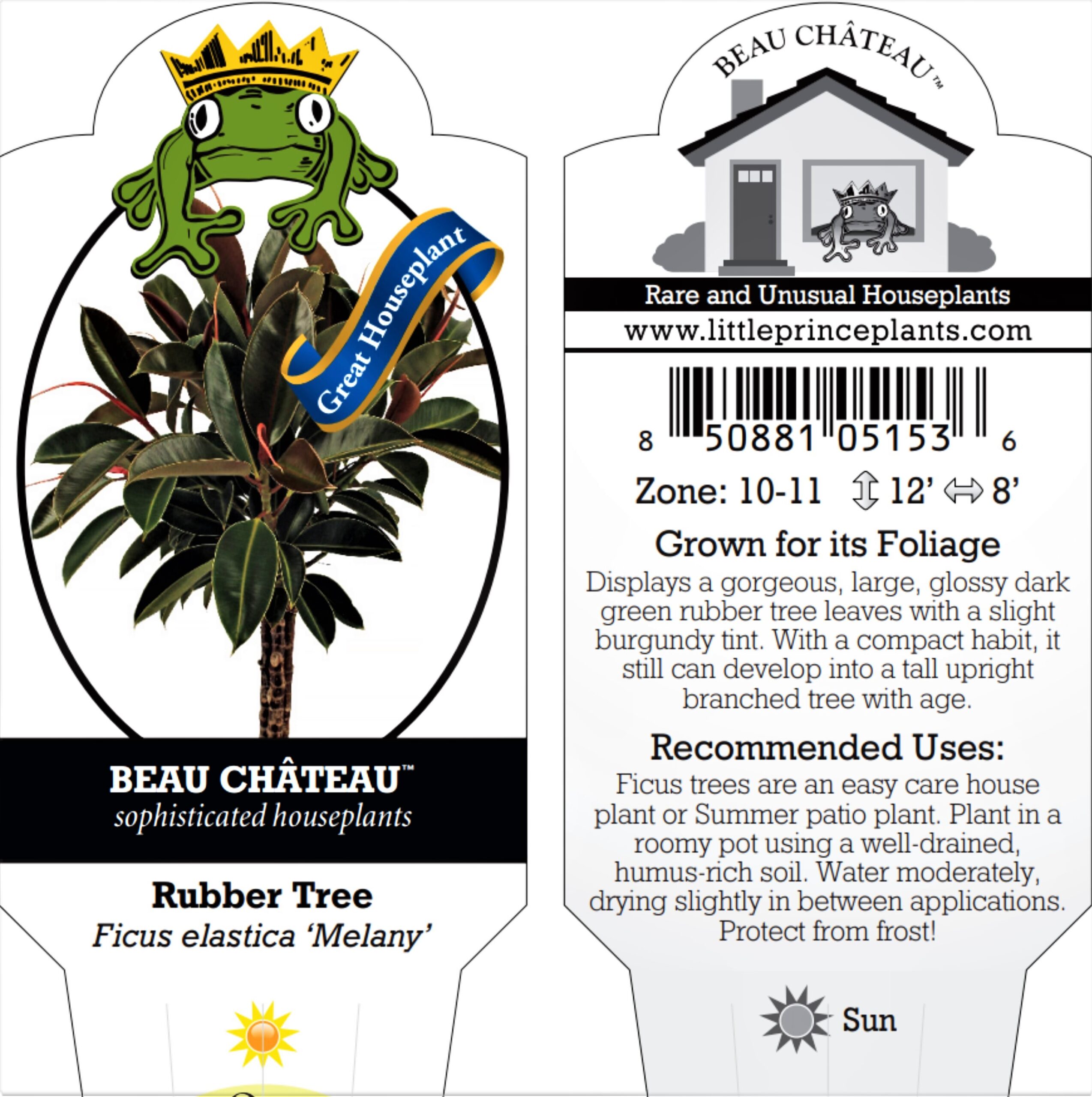 Ficus elastica 'Melany' - Rubber Tree (4.5" Pot) | Little Prince To Go