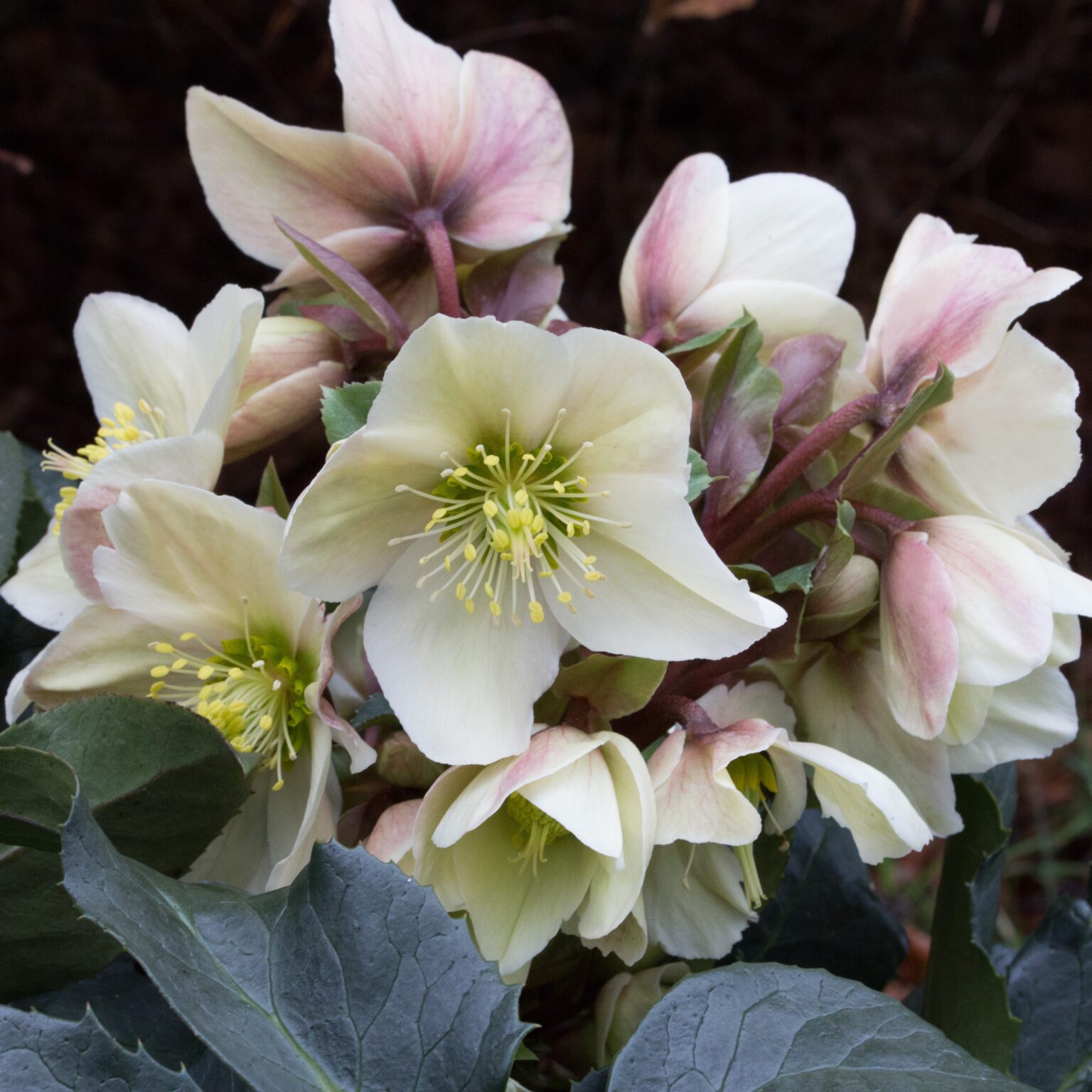 HGC® Champion Hellebore (1 Gallon)
