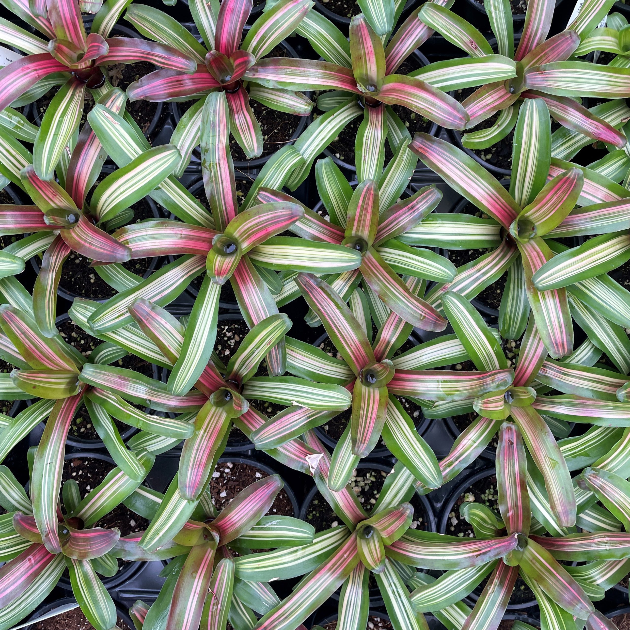 Neoregelia 'Zoe' - Bromeliad (4.5" Pot) | Little Prince of Oregon Nursery