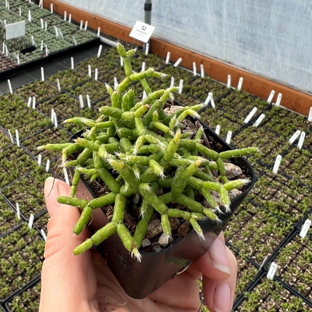 Rhipsalis cereuscala - Coral Cactus, Rice Cactus (4.5" Pot) | Little ...