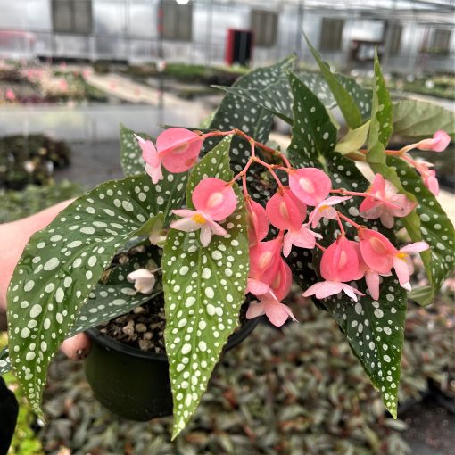 Begonia maculata (Silver Spot) - Cane Begonia (4.5" Pot) | Little ...