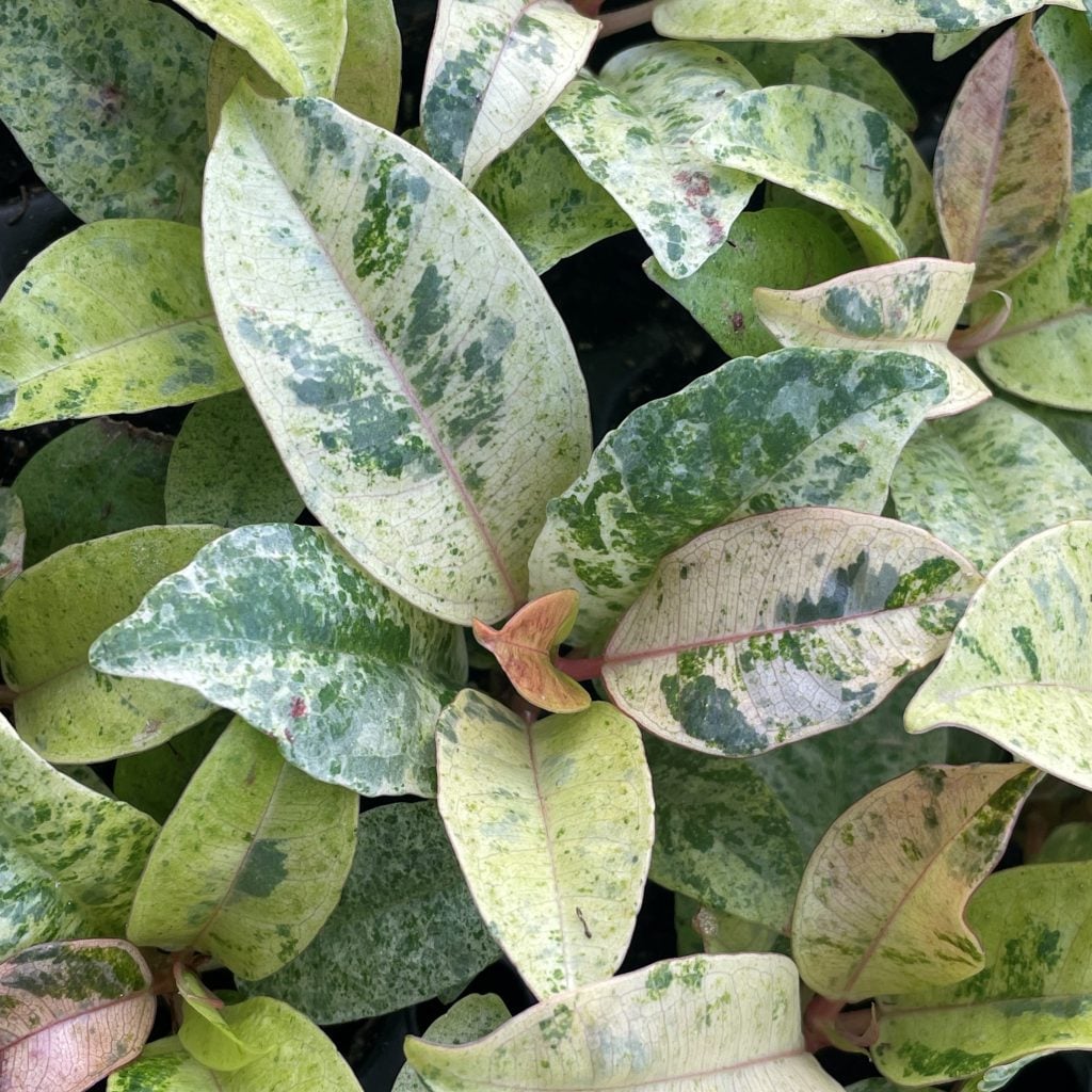Ficus 'Shiveriana Moonshine' - Rubber Tree (4.5" Pot) | Little Prince ...