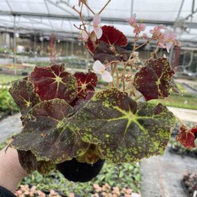 Unique Plant |Specialty and Rarities | Page 3 of 14 | Little Prince To Go
