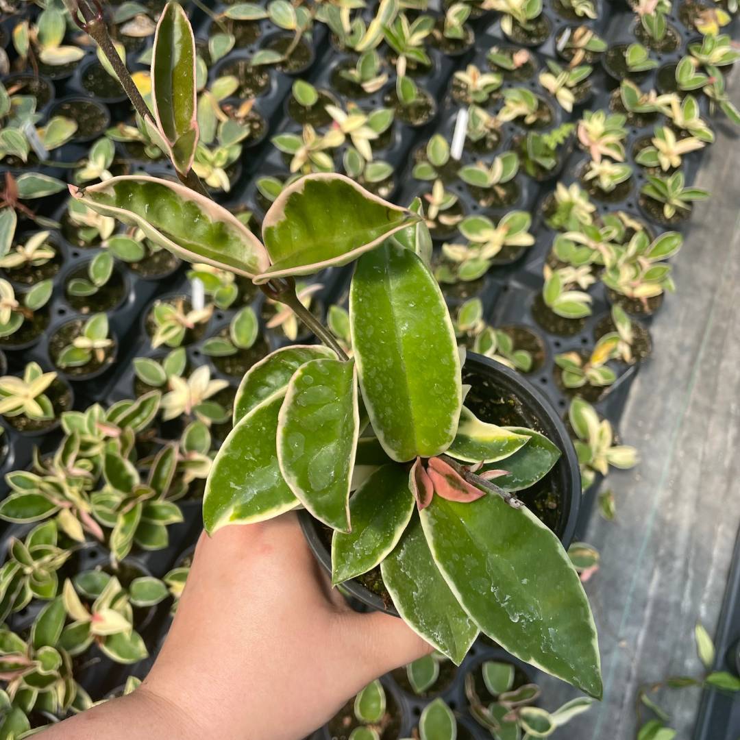 Hoya carnosa 'Krimson Princess' - Variegated Wax Vine (4.5" Pot ...