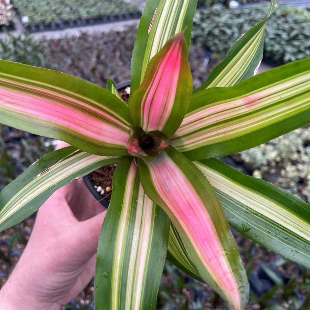 Neoregelia 'Tricolor Perfecta' - Bromeliad (4.5" Pot) | Little Prince ...