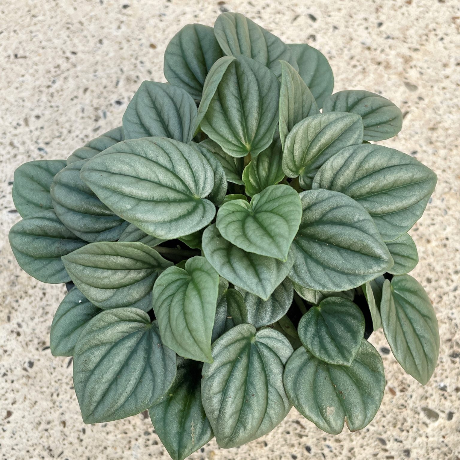 Peperomia 'Silver Frost' - Radiator Plant (4.5" Pot) | Little Prince of ...