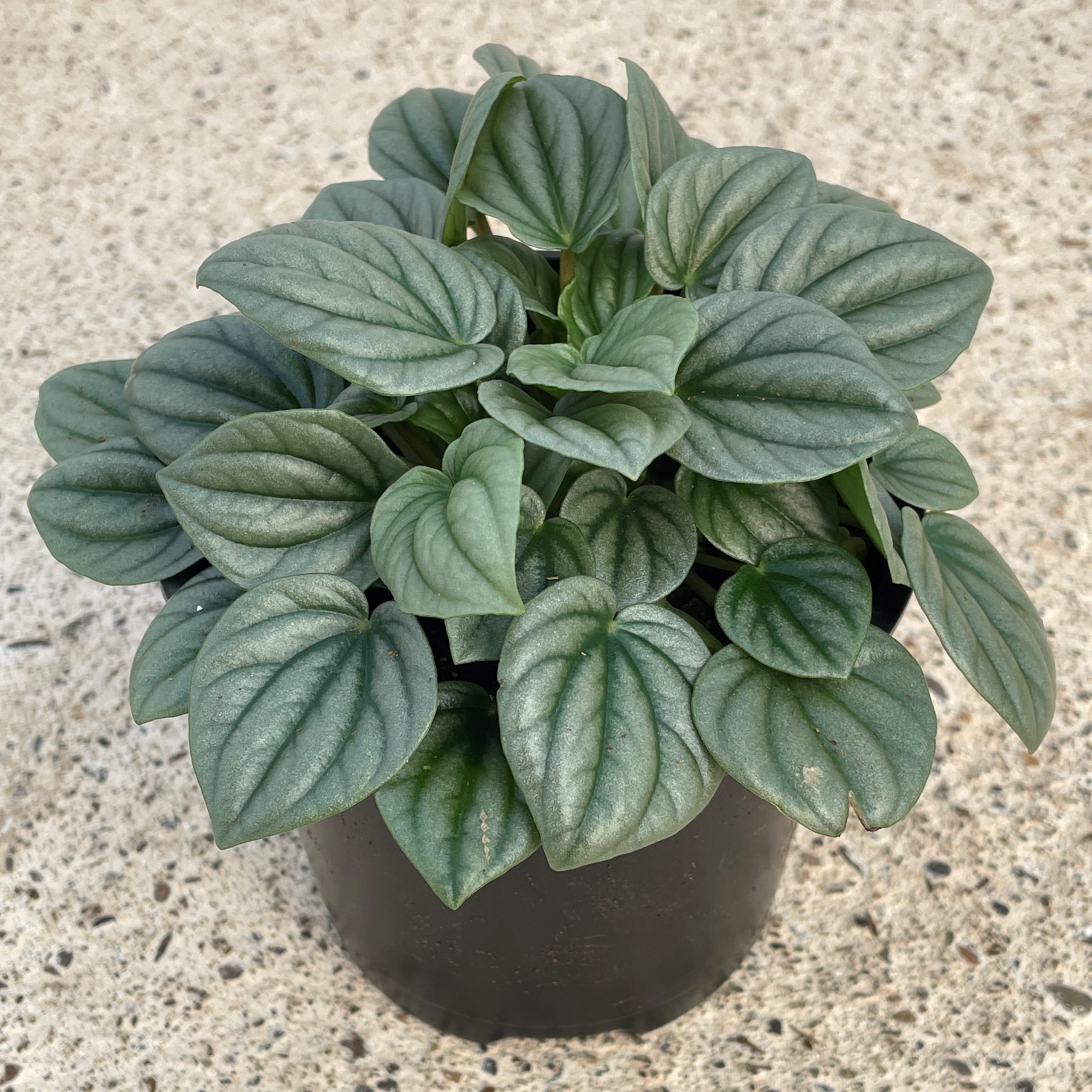 Peperomia 'Silver Frost' - Radiator Plant (4.5" Pot) | Little Prince of ...