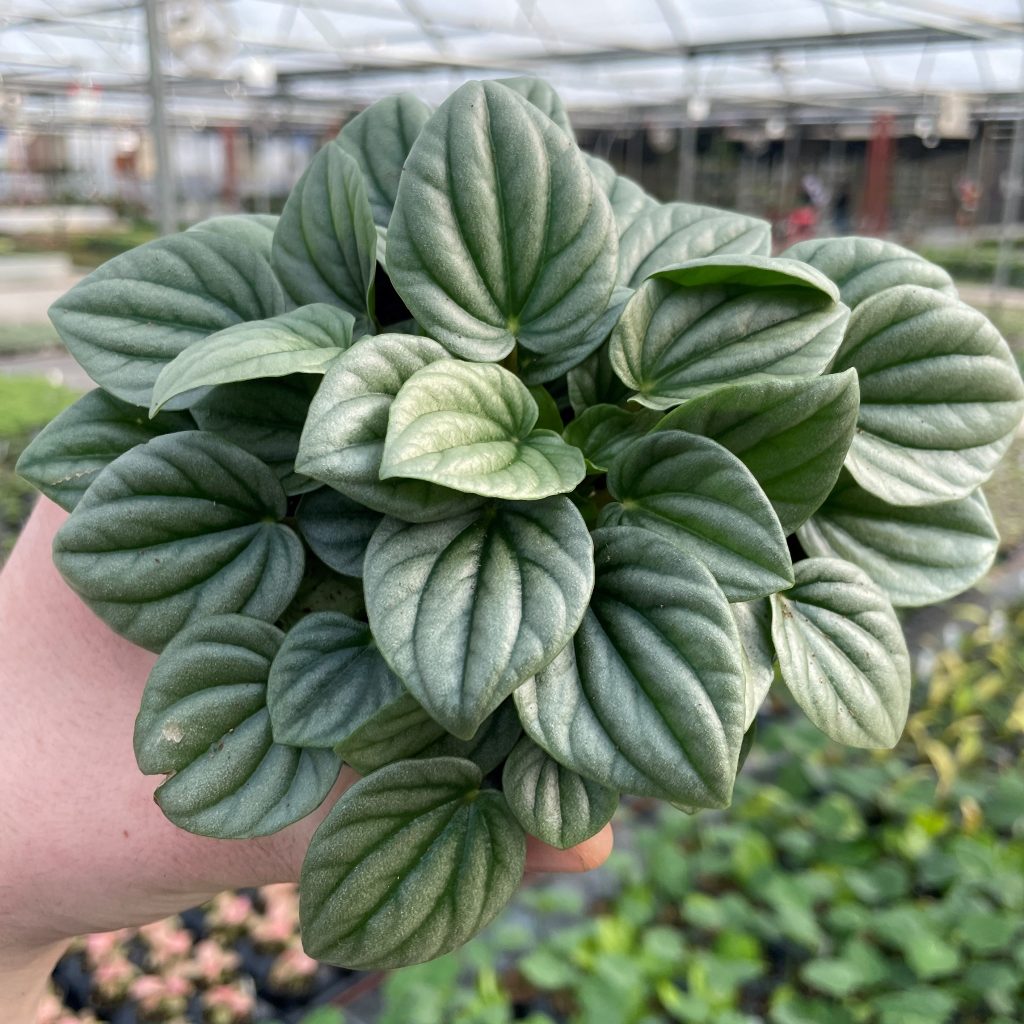 Peperomia 'Silver Frost' - Radiator Plant (4.5" Pot) | Little Prince of ...