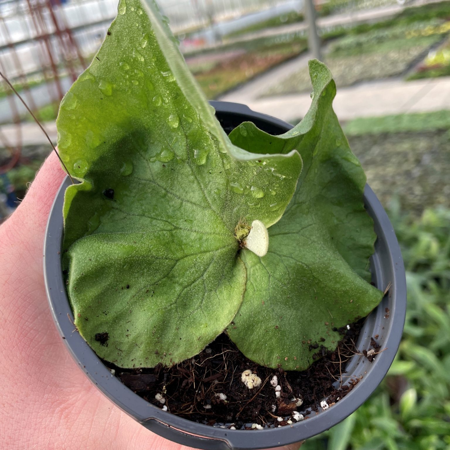 Platycerium elephantotis - Elephant Ear Staghorn Fern (4.5" Pot ...