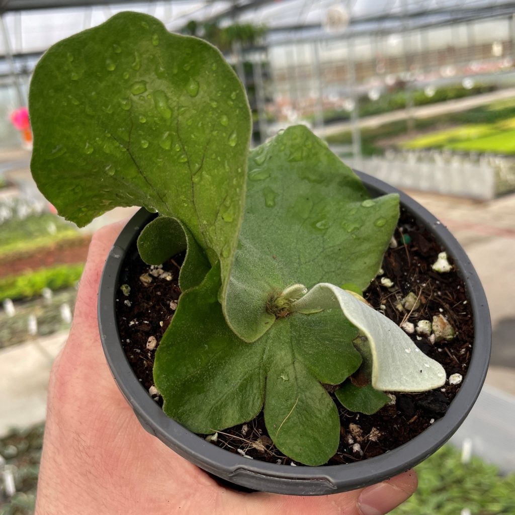 Platycerium elephantotis - Elephant Ear Staghorn Fern (4.5" Pot ...