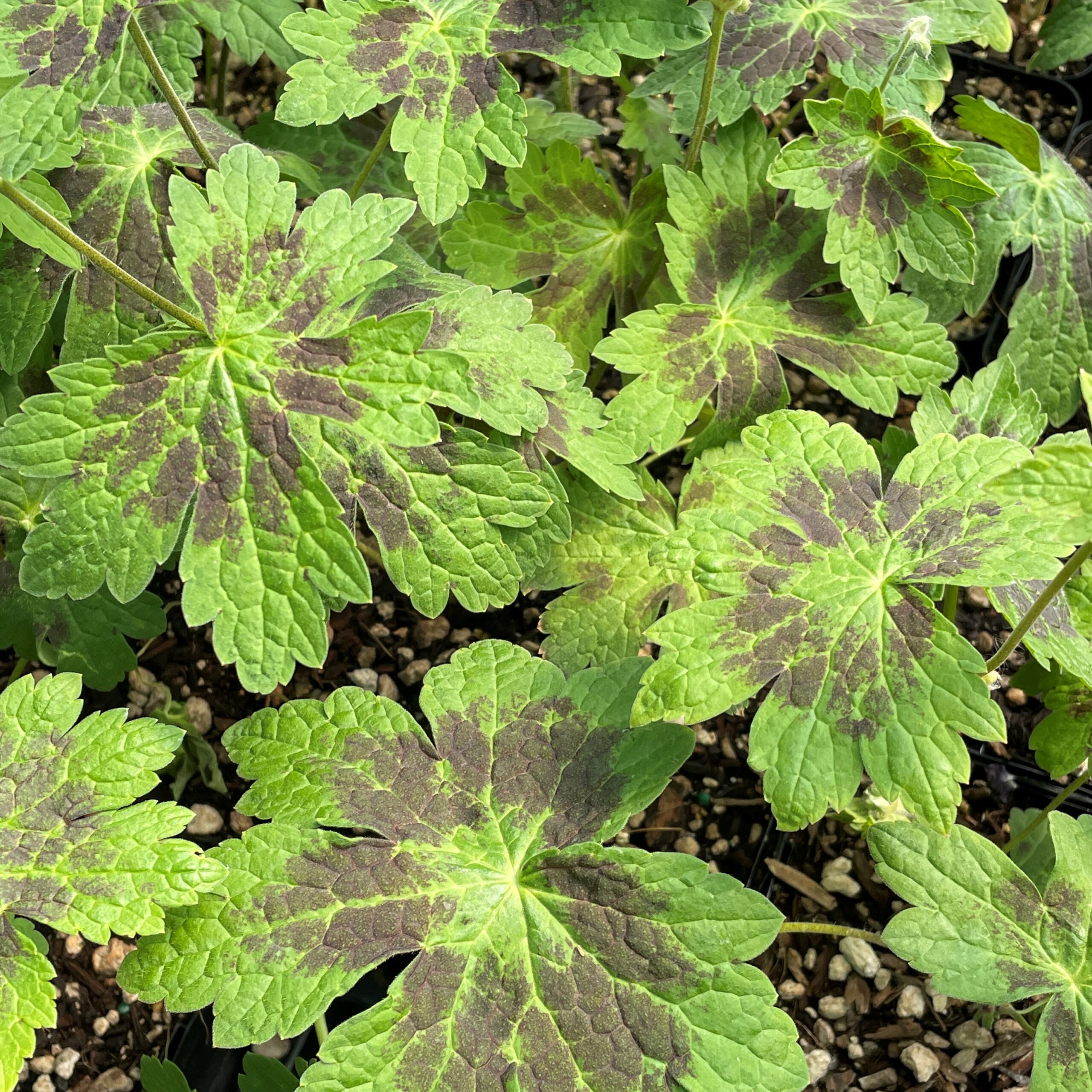 Geranium phaeum 'Samabor' - Cranesbill (4.5" Pot) | Little Prince of ...