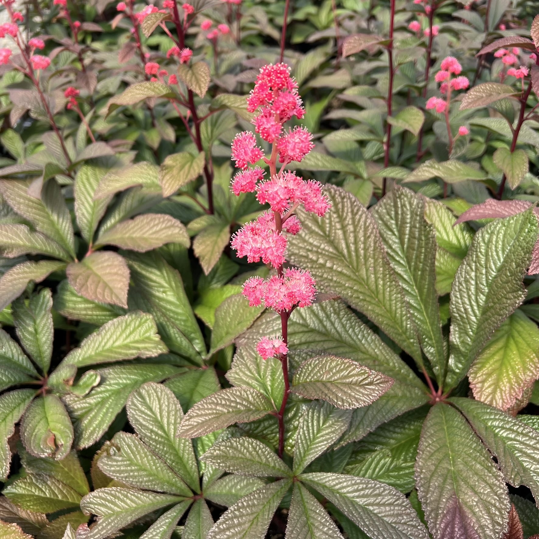 Rodgersia pinnata 'Bronze Peacock' - Rodger's Flower (1 Gallon Pot ...