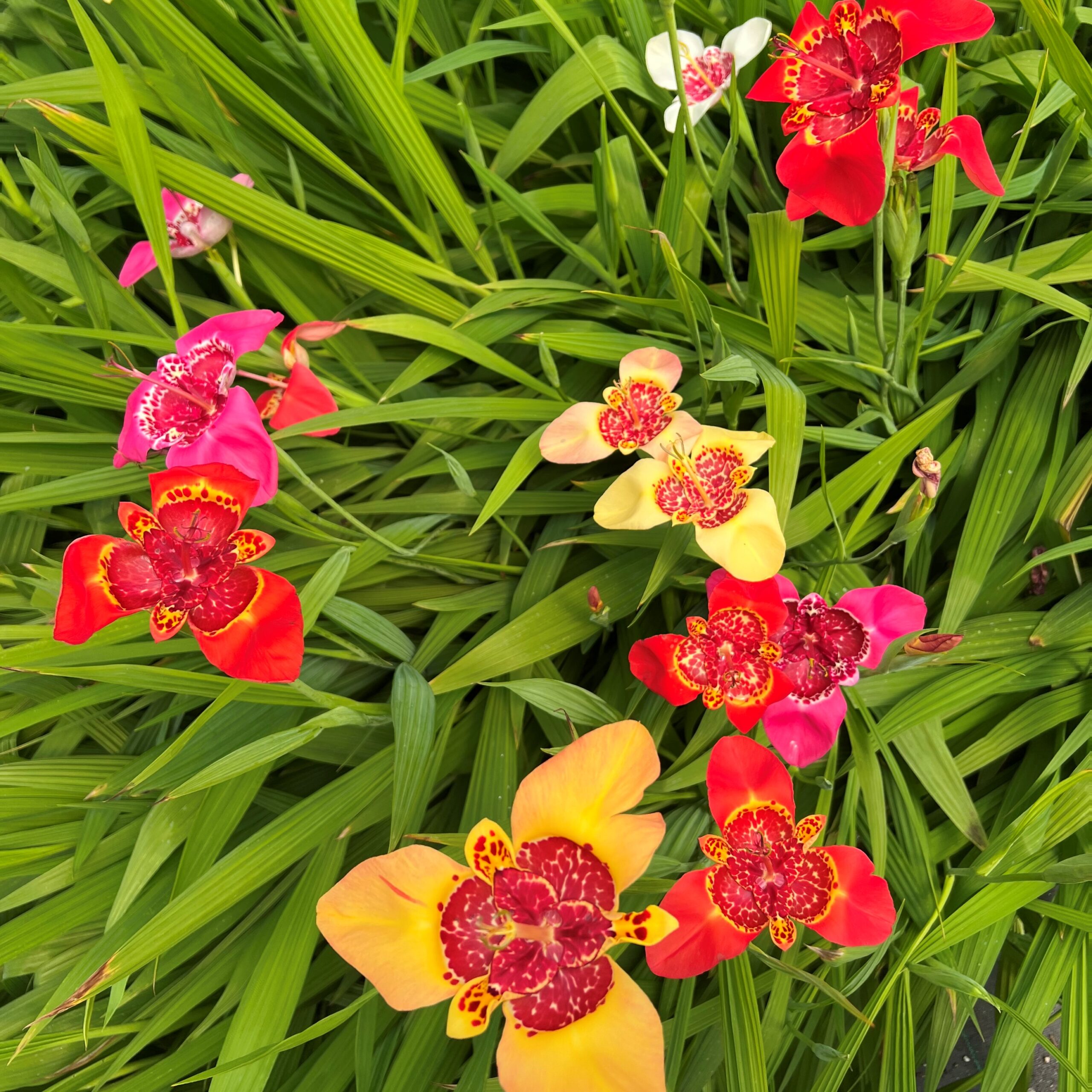 Tigridia pavonia (Mixed Colors) - Tiger Flower (4.5" Pot) | Little ...