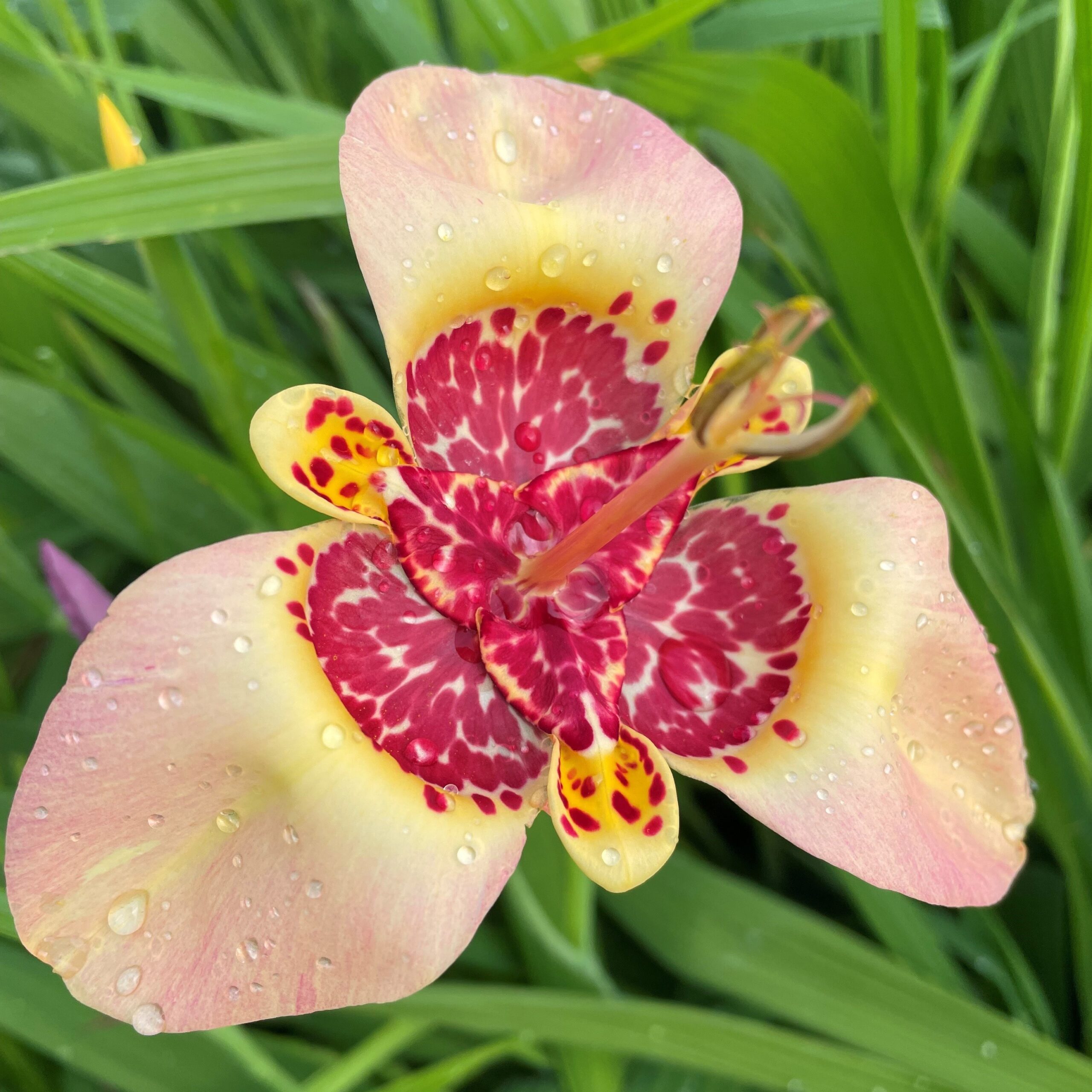 Tigridia pavonia (Mixed Colors) - Tiger Flower (4.5" Pot) | Little ...