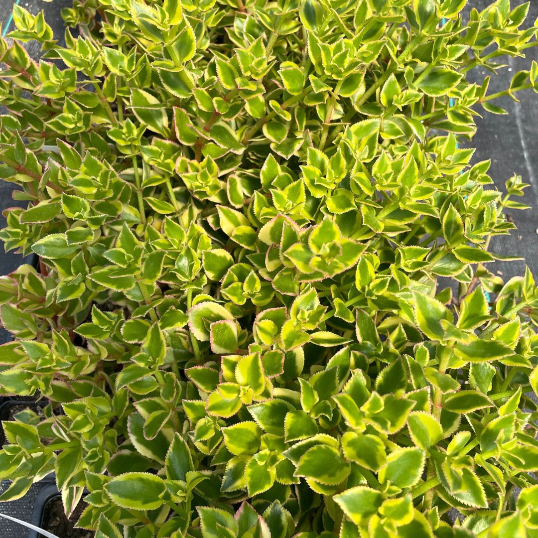 Crassula sarmentosa - Trailing Jade (2" Pot) | Little Prince of Oregon ...