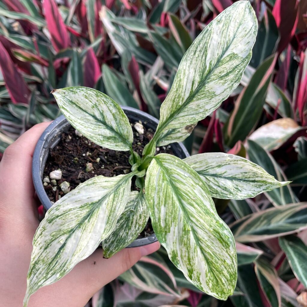 Spathiphyllum 'Sensation Variegata' - Variegated Peace Lily (4.5" Round ...