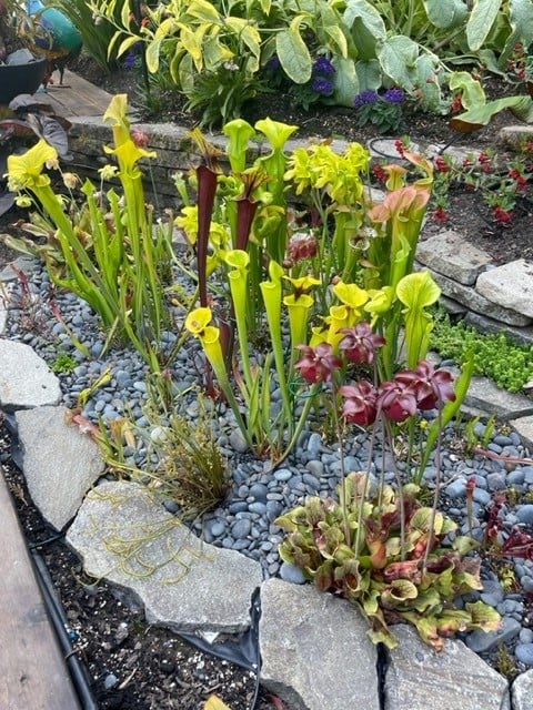 DIY - Bog Garden | Little Prince of Oregon Nursery Oregon