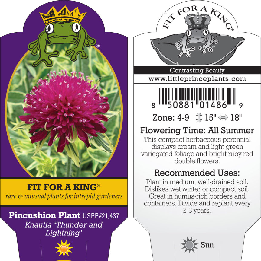 Knautia 'Thunder and Lightning' - Pincushion Plant (4.5" Pot)