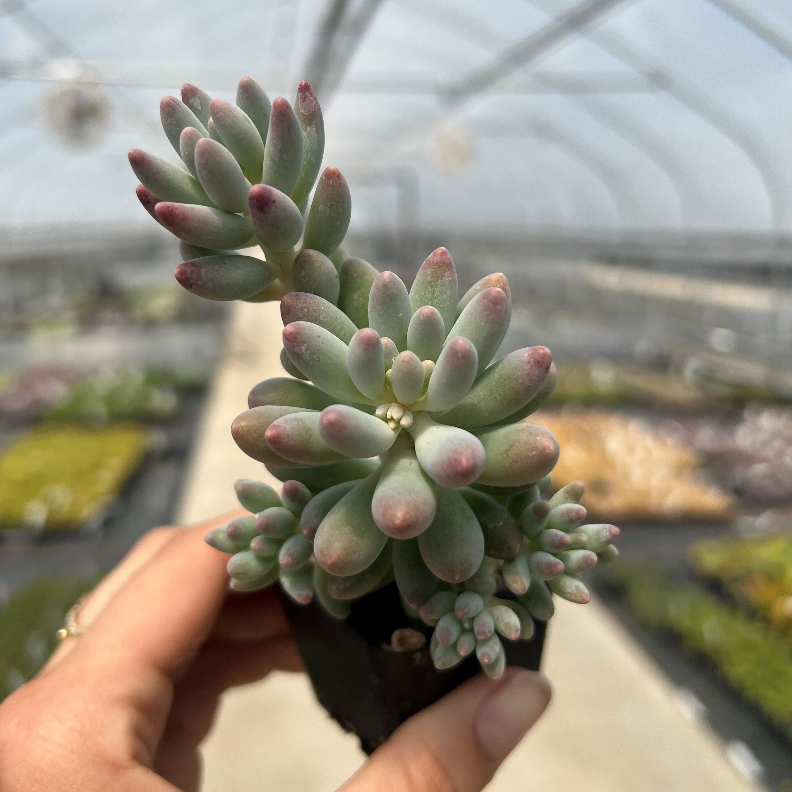 Pachyphytum 'Macho' - Succulent (2" Pot) | Little Prince of Oregon Nursery