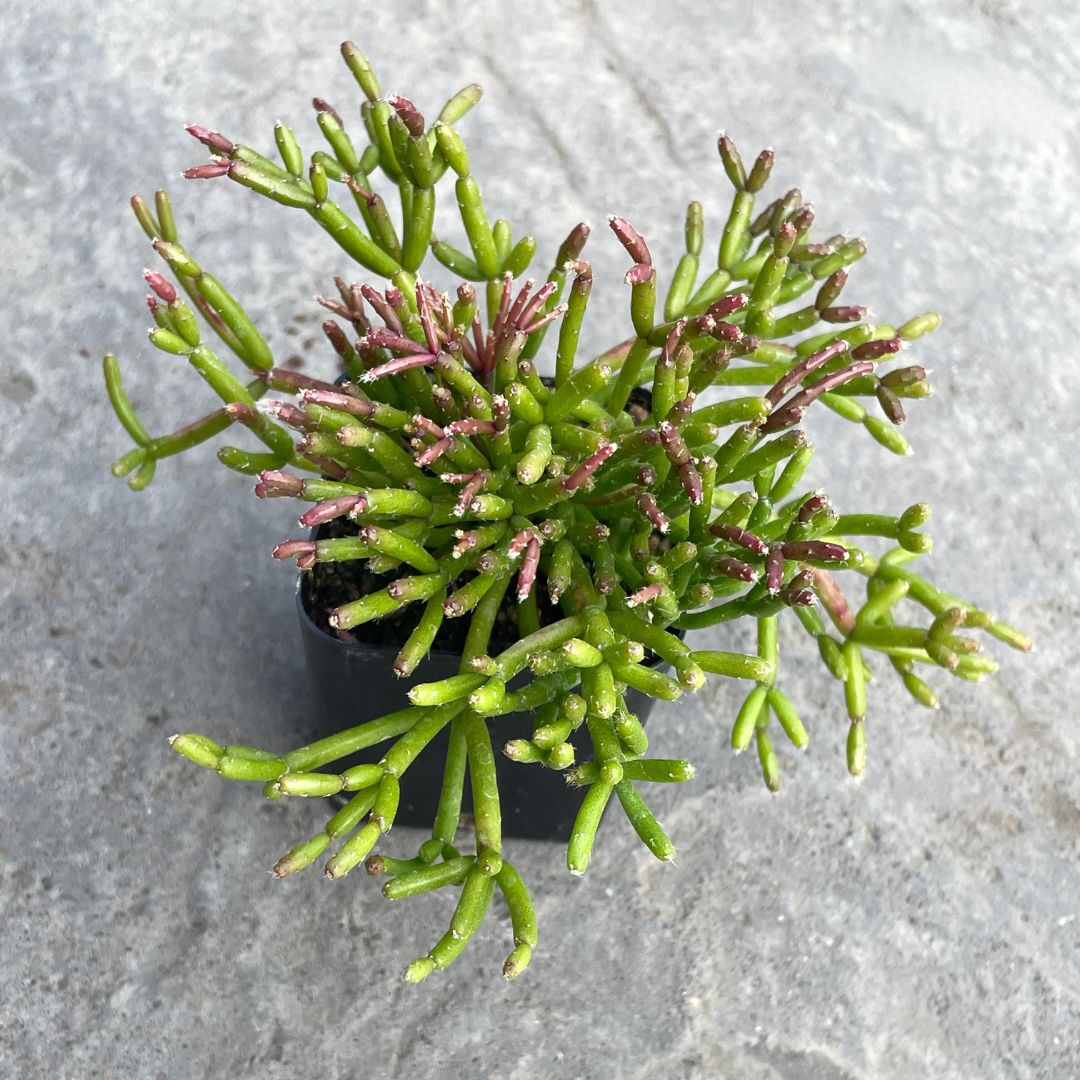 Rhipsalis clavata - Sausage-Chain Cactus (2" Pot) | Little Prince To Go