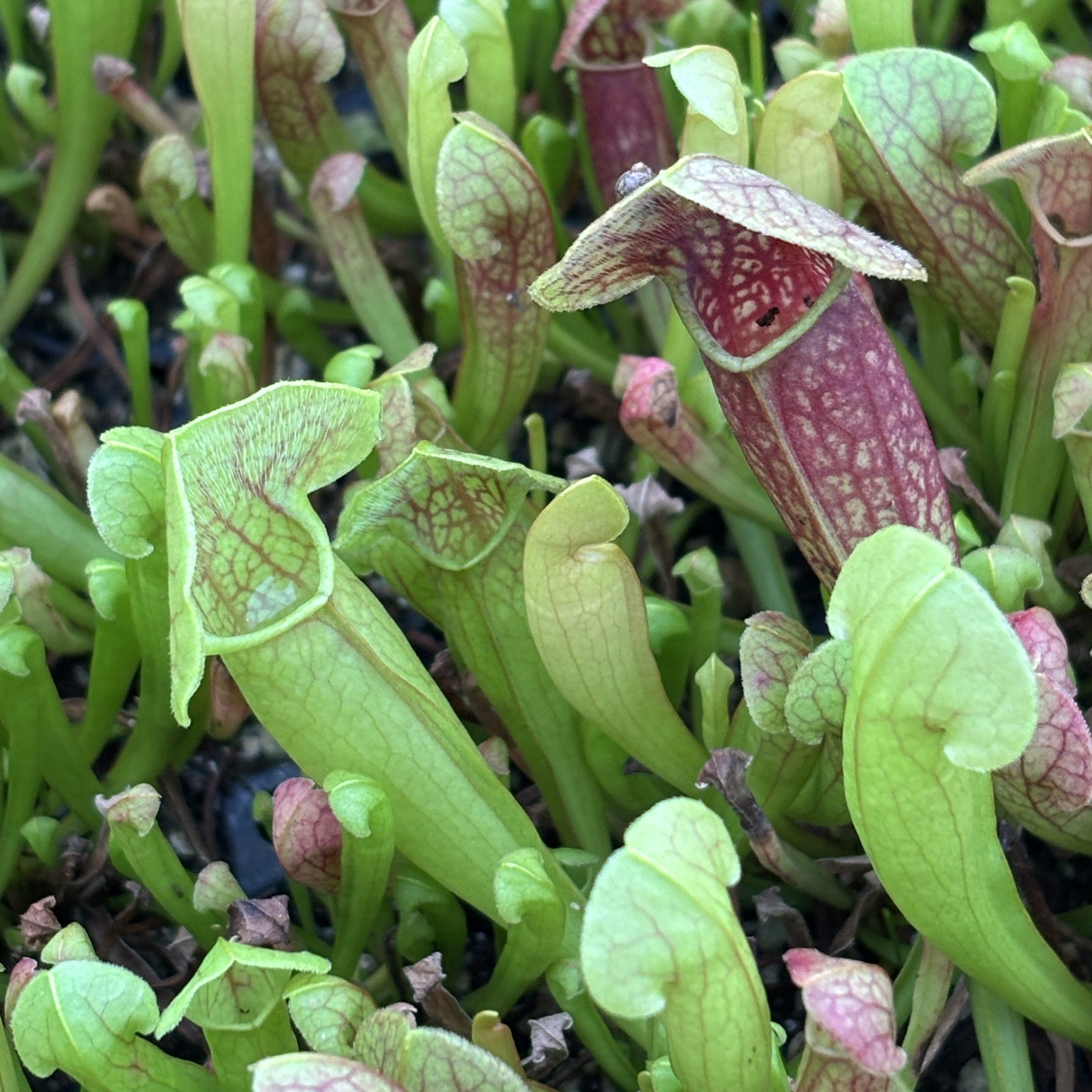 Sarracenia 'Barbara Green' - Trumpet Pitcher Plant (2" Pot) | Little ...