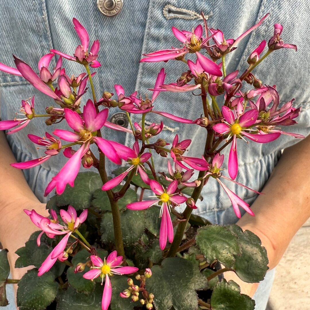 Saxifraga cortusifolia Dancing Pixies® 'Tini' - Saxifrage (4.5" Pot ...