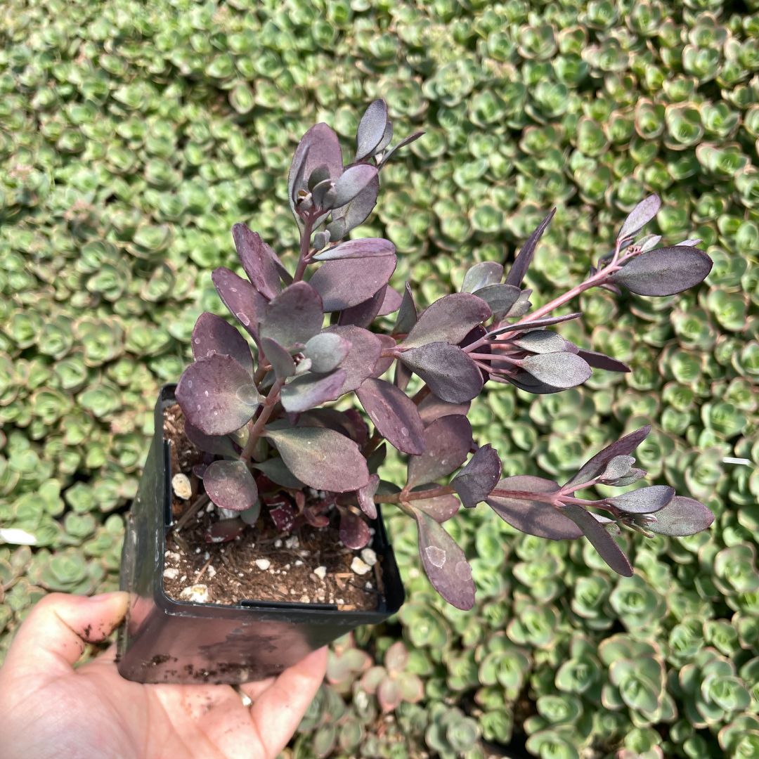 Sedum Sunsparkler® 'Plum Dazzled' - Stonecrop (3.5" Pot) | Little ...