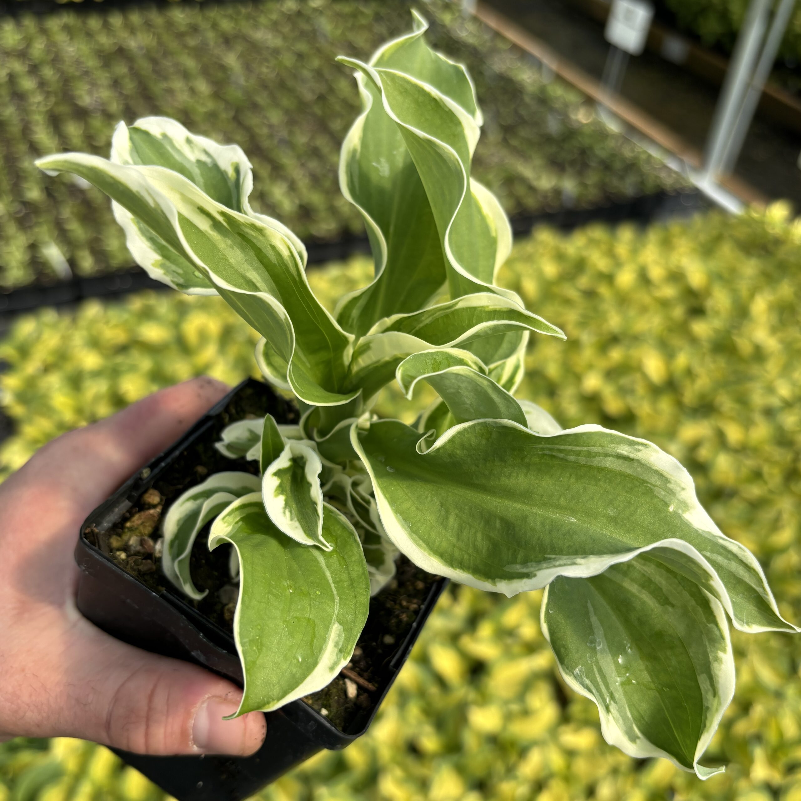 Hosta 'Let's Twist Agian' - Plantain Lily (3.5" Pot) | Little Prince of ...