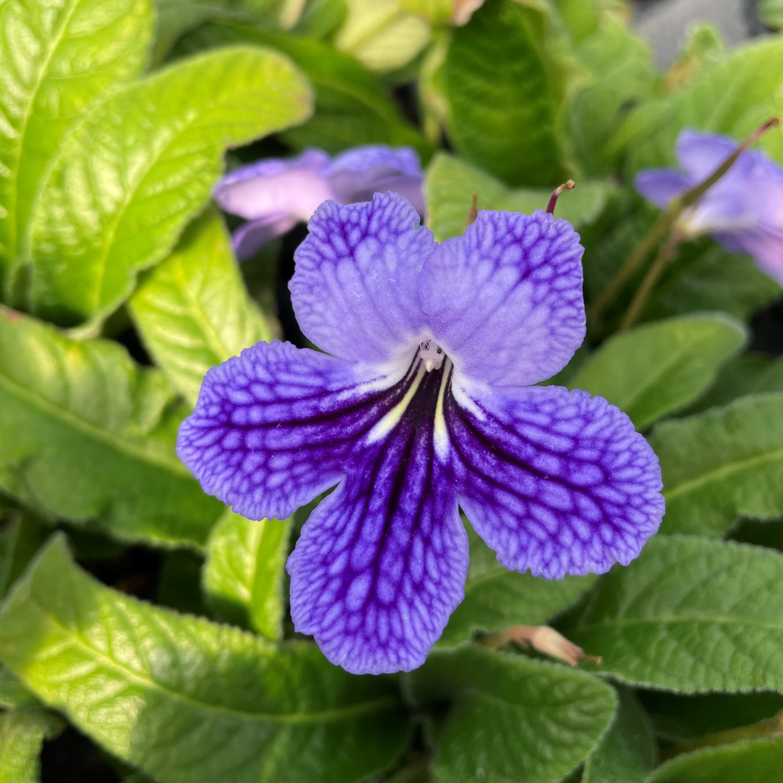 Streptocarpus 'Blue Network' - Cape Primrose (4.5" Pot) | Little Prince ...