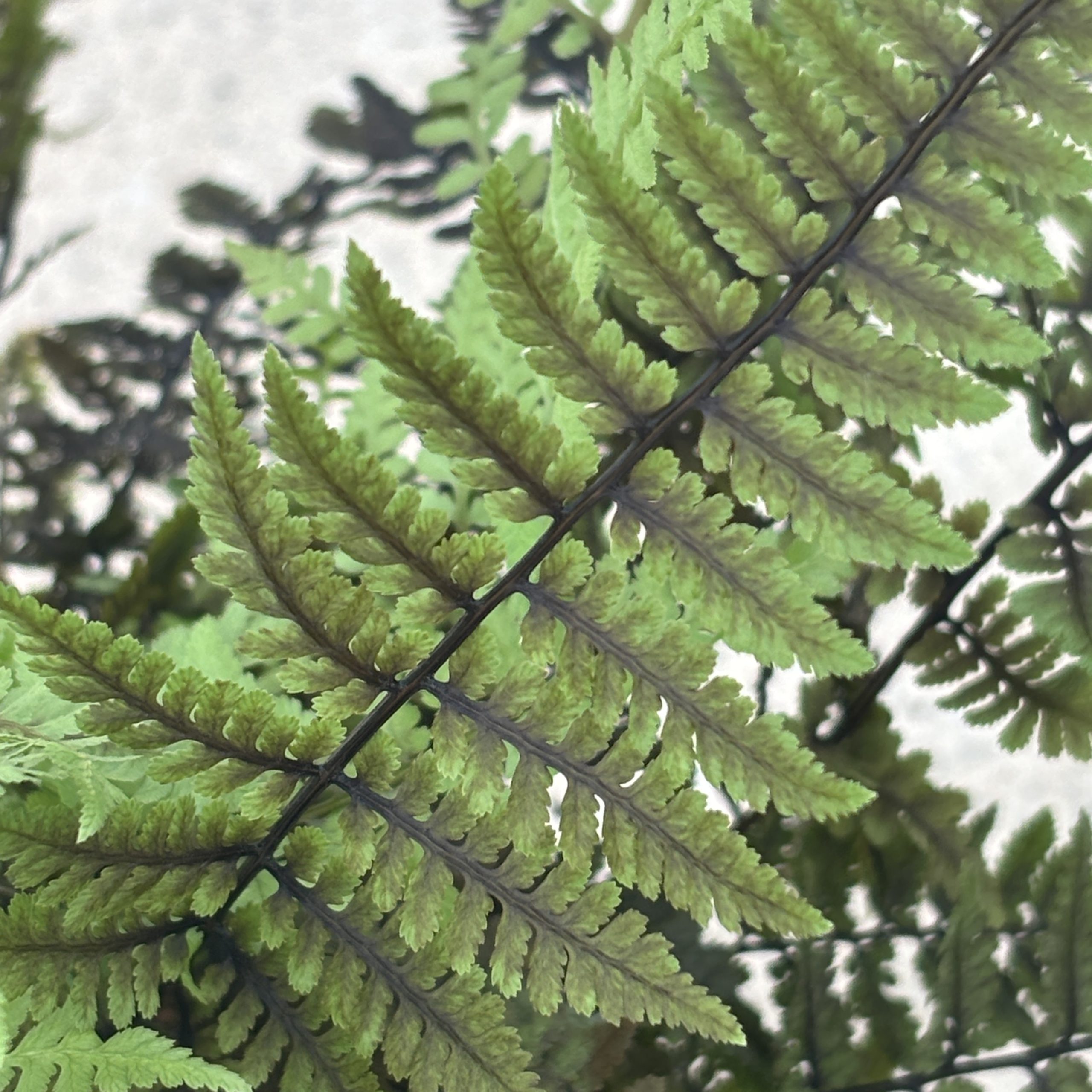 Athyrium 'Aubergine Lady' PPAF - Aubergine Lady Fern (3.5" Pot ...