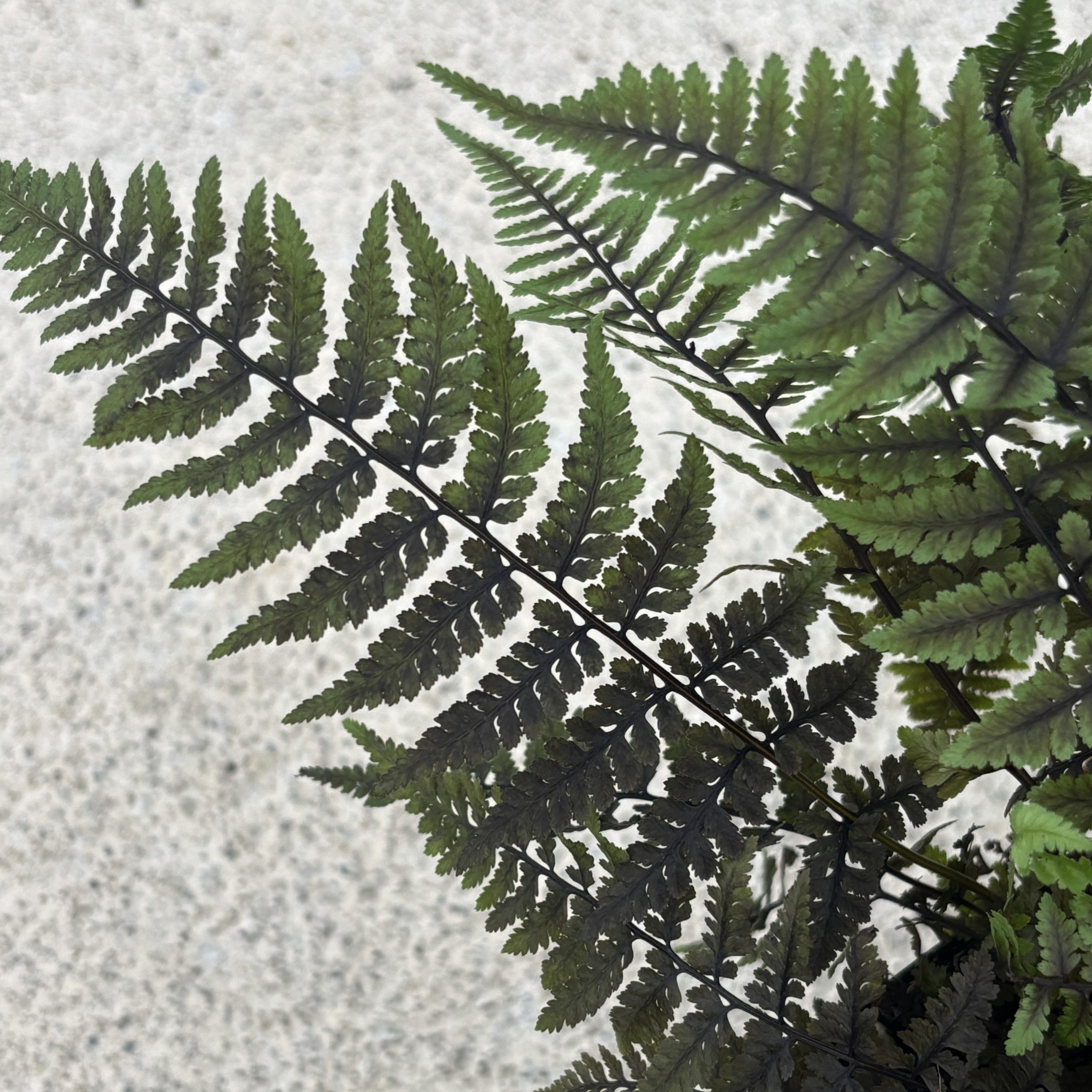 Athyrium 'Aubergine Lady' PPAF - Aubergine Lady Fern (3.5" Pot ...