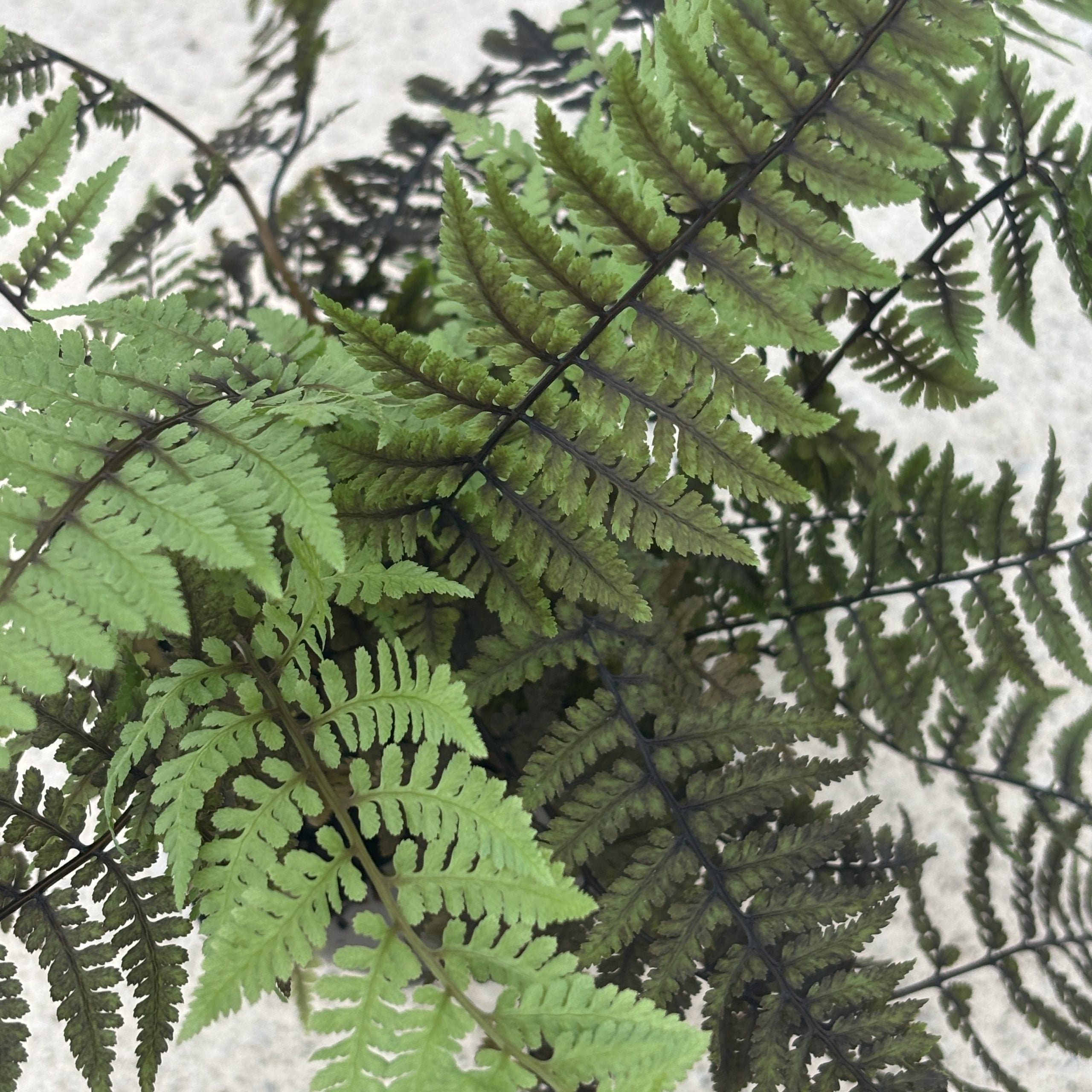 Athyrium 'Aubergine Lady' PPAF - Aubergine Lady Fern (3.5" Pot ...
