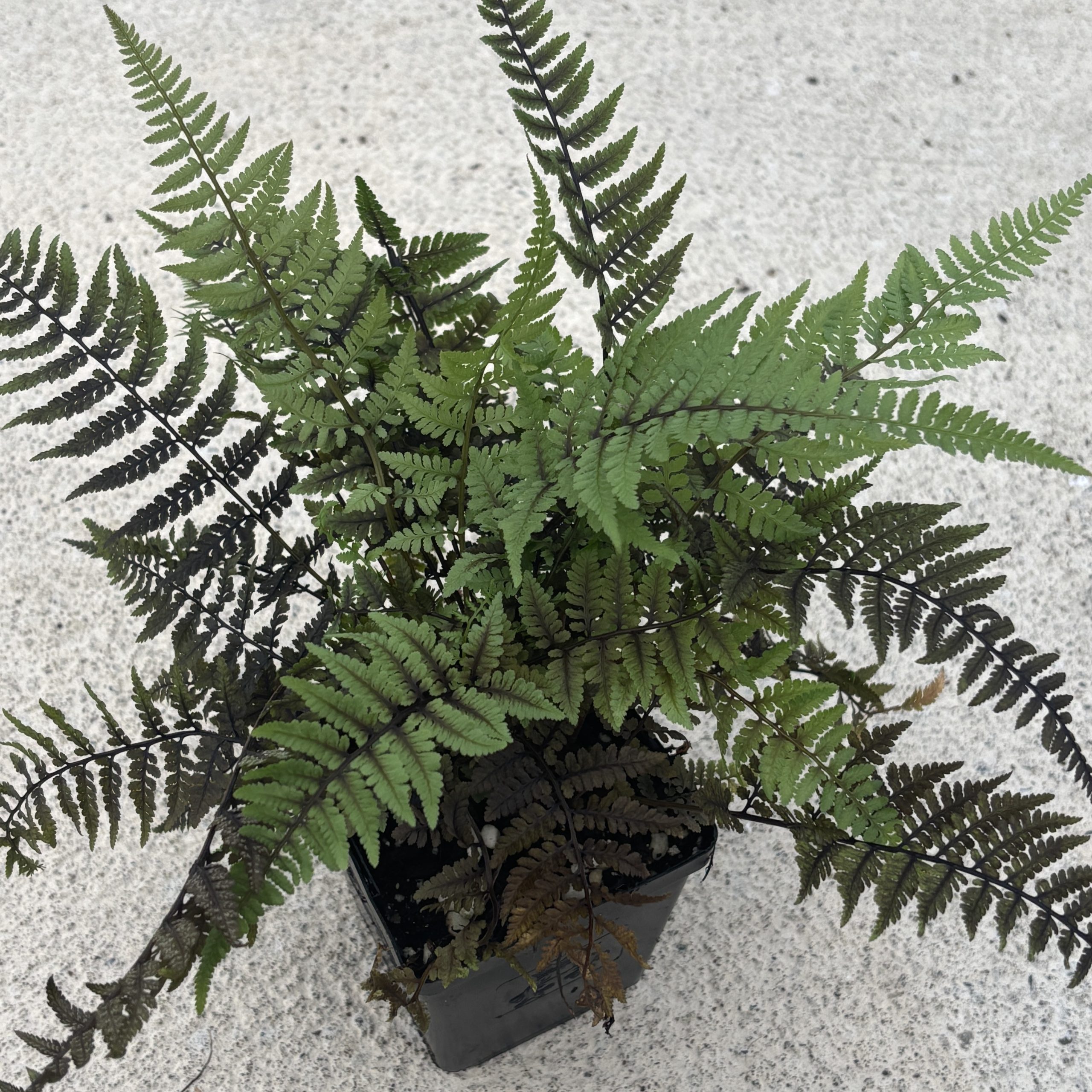 Athyrium 'Aubergine Lady' PPAF - Aubergine Lady Fern (3.5" Pot ...