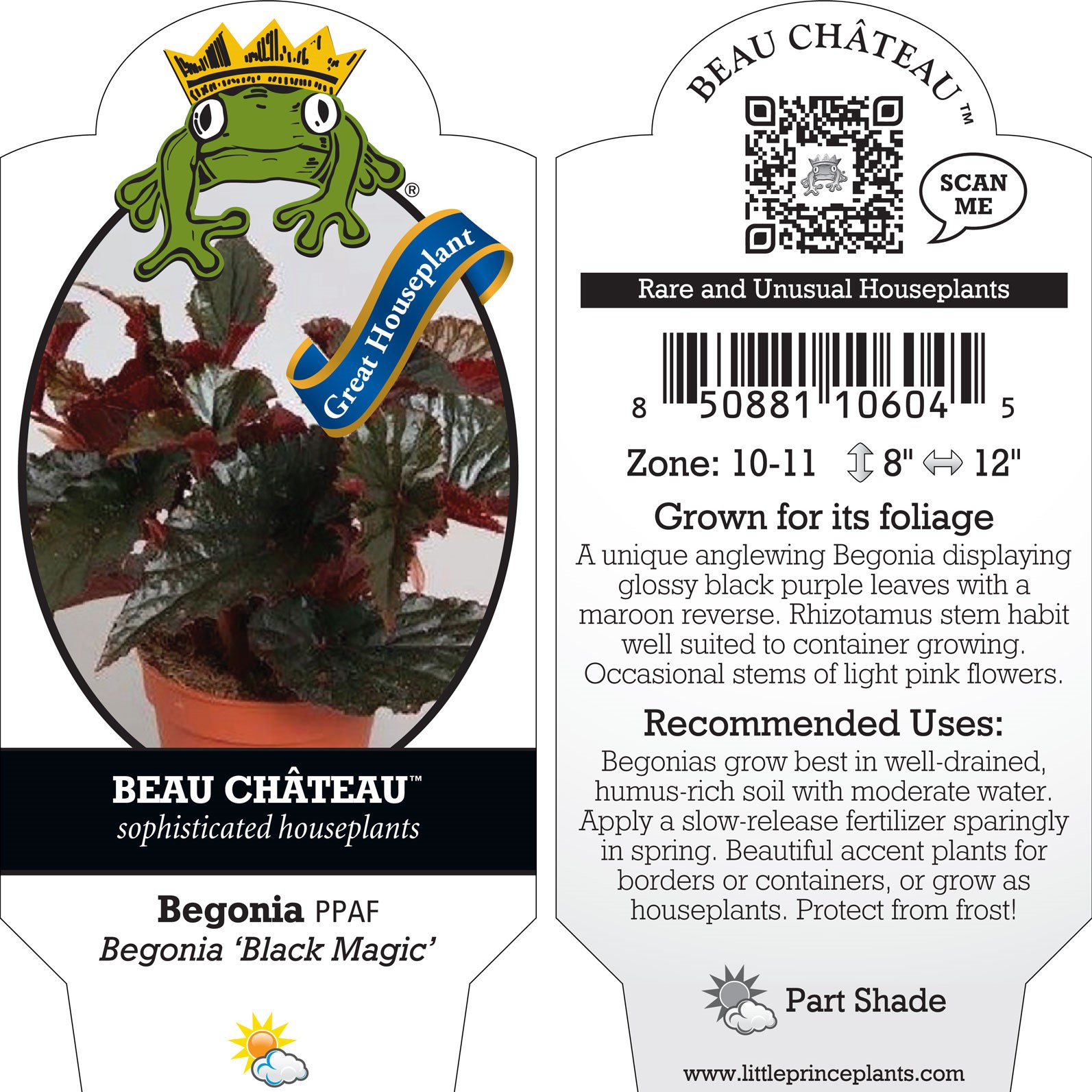 Begonia 'Black Magic' - Rex Begonia (4.5" Pot) | Little Prince of ...