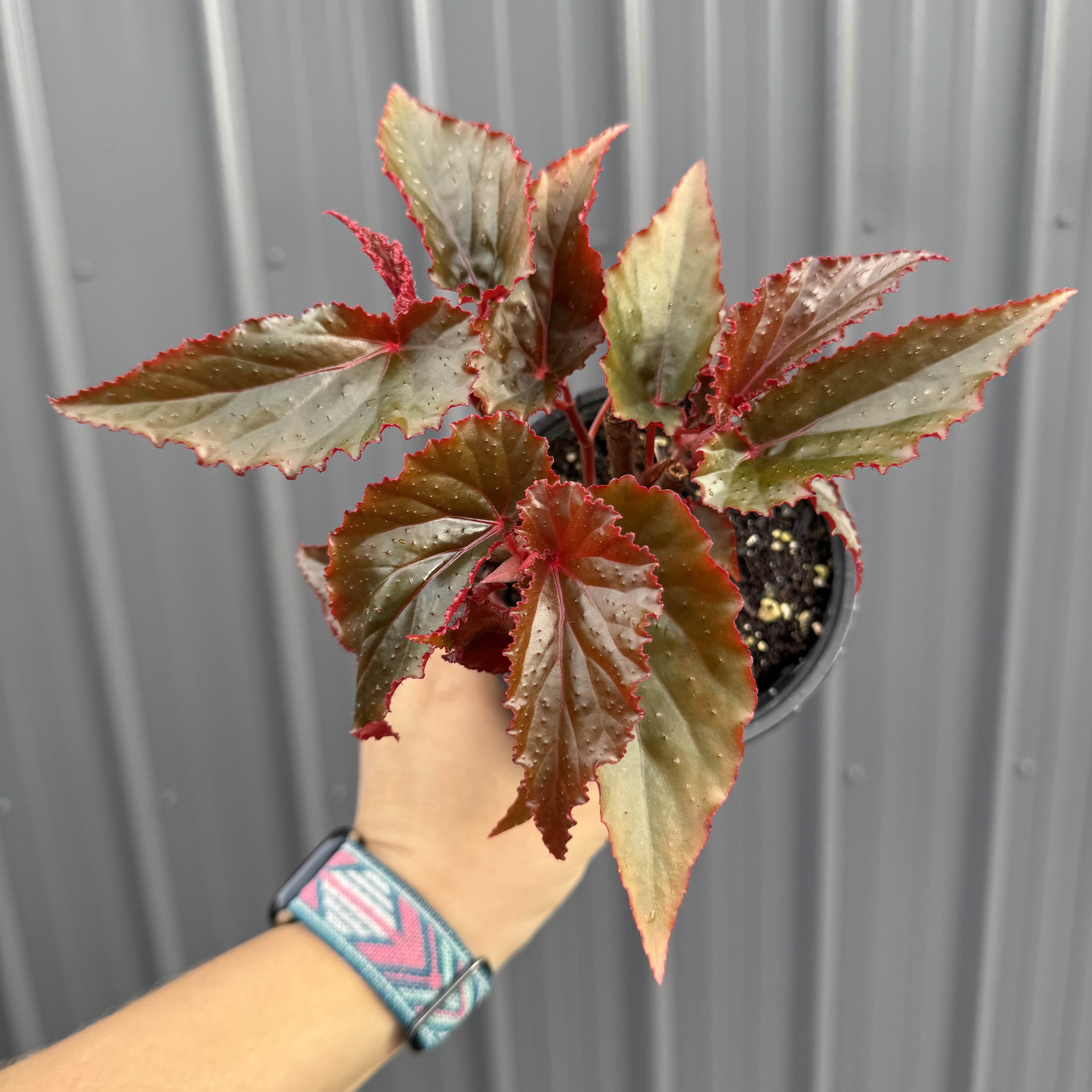 Begonia 'Black Magic' - Rex Begonia (4.5" Pot) | Little Prince of ...