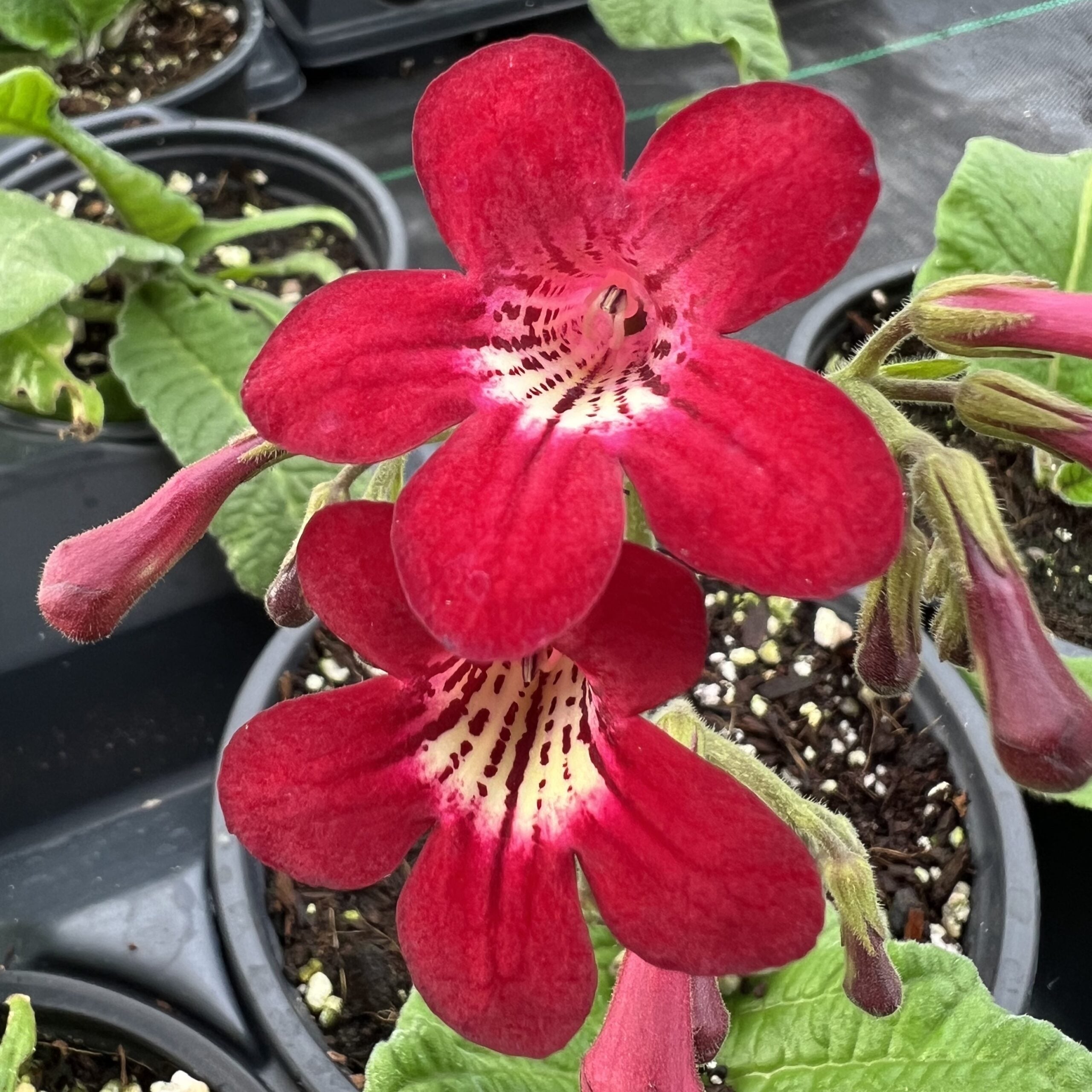 Streptocarpus 'Dale's Scarlet Macaw' - Cape Primrose (4.5" Pot ...