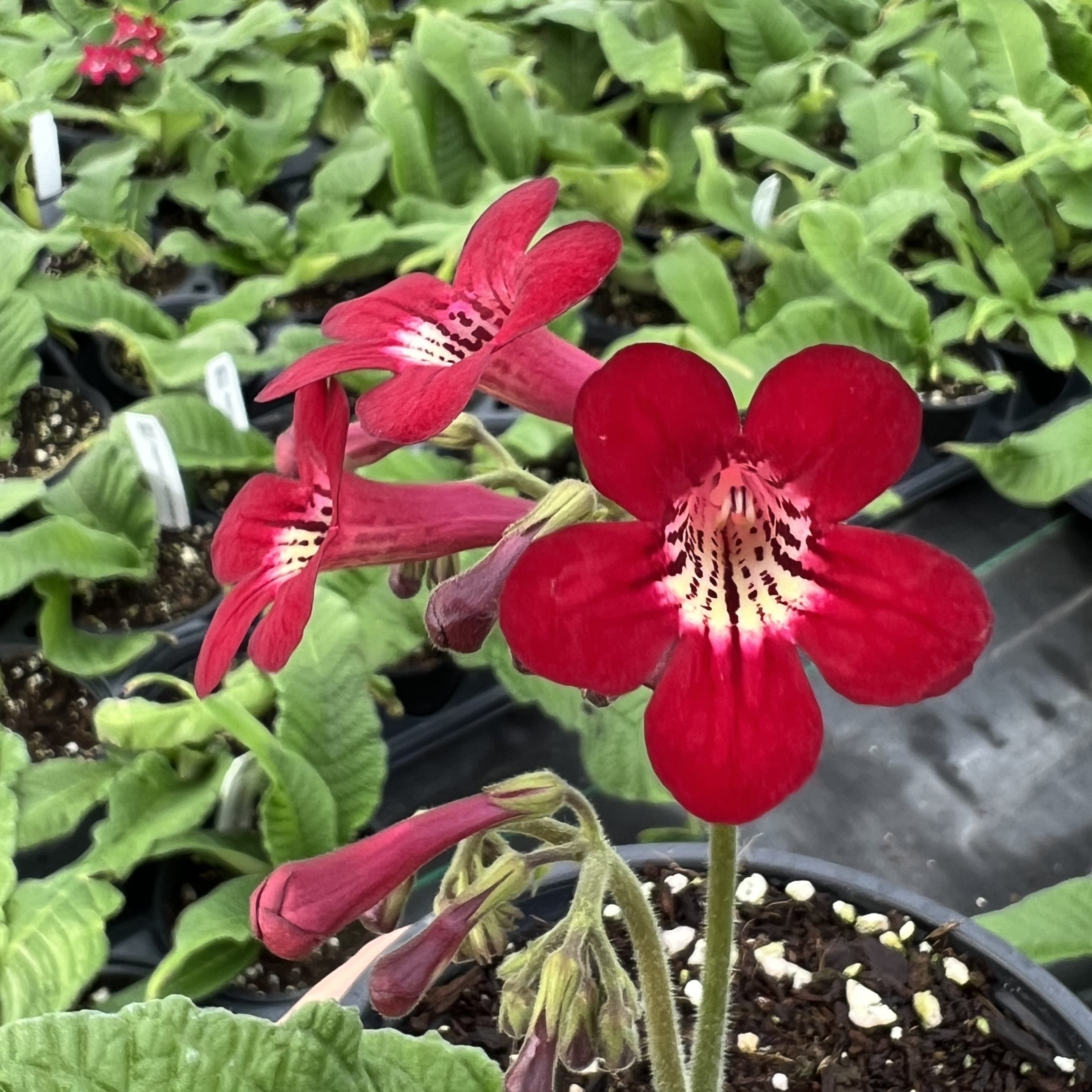 Streptocarpus 'Dale's Scarlet Macaw' - Cape Primrose (4.5" Pot ...