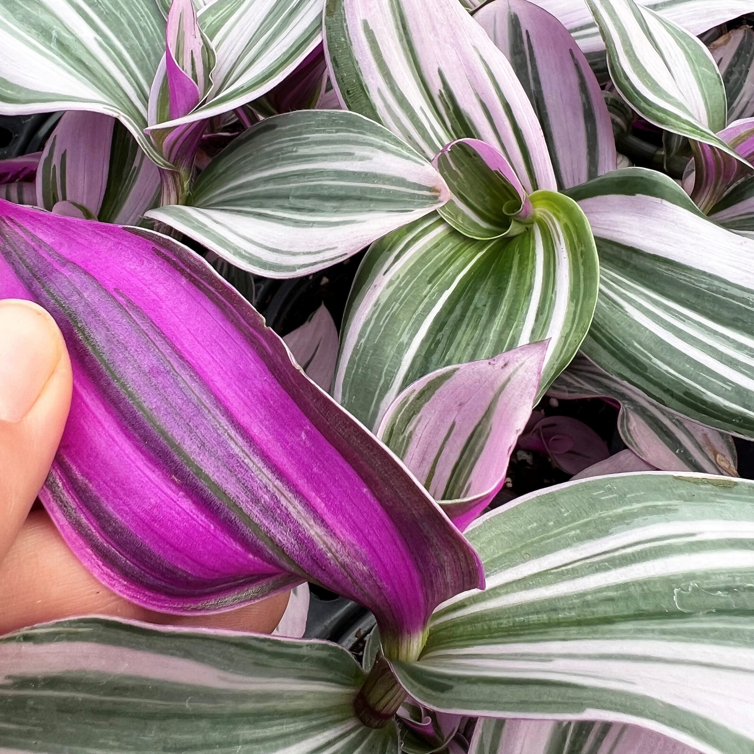 Tradescantia 'Nanouk' - Inch Plant (4.5" Pot) | Little Prince of Oregon ...