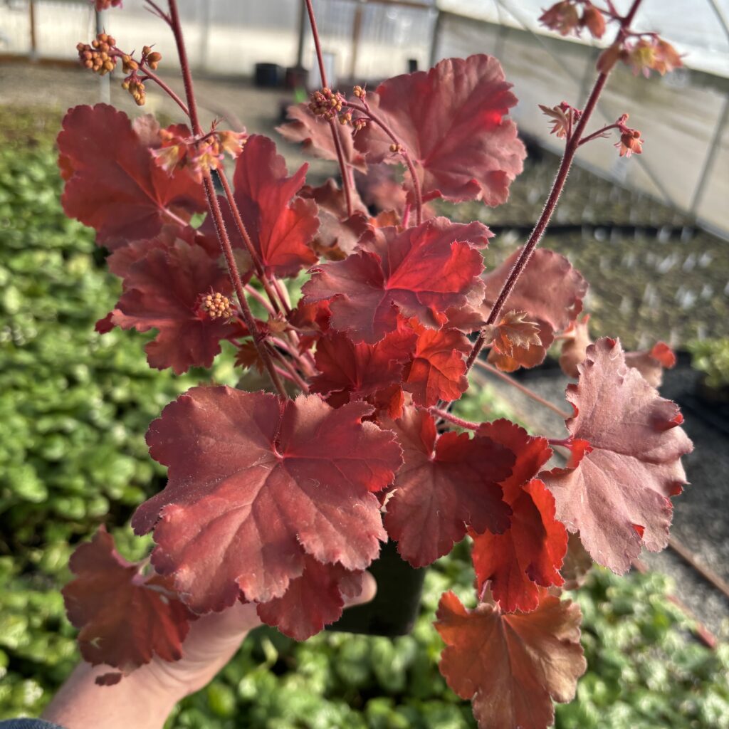 Heuchera 'Cherry Cola' - Coral Bells, USPP #22,967 (4.5" Pot) | Little ...