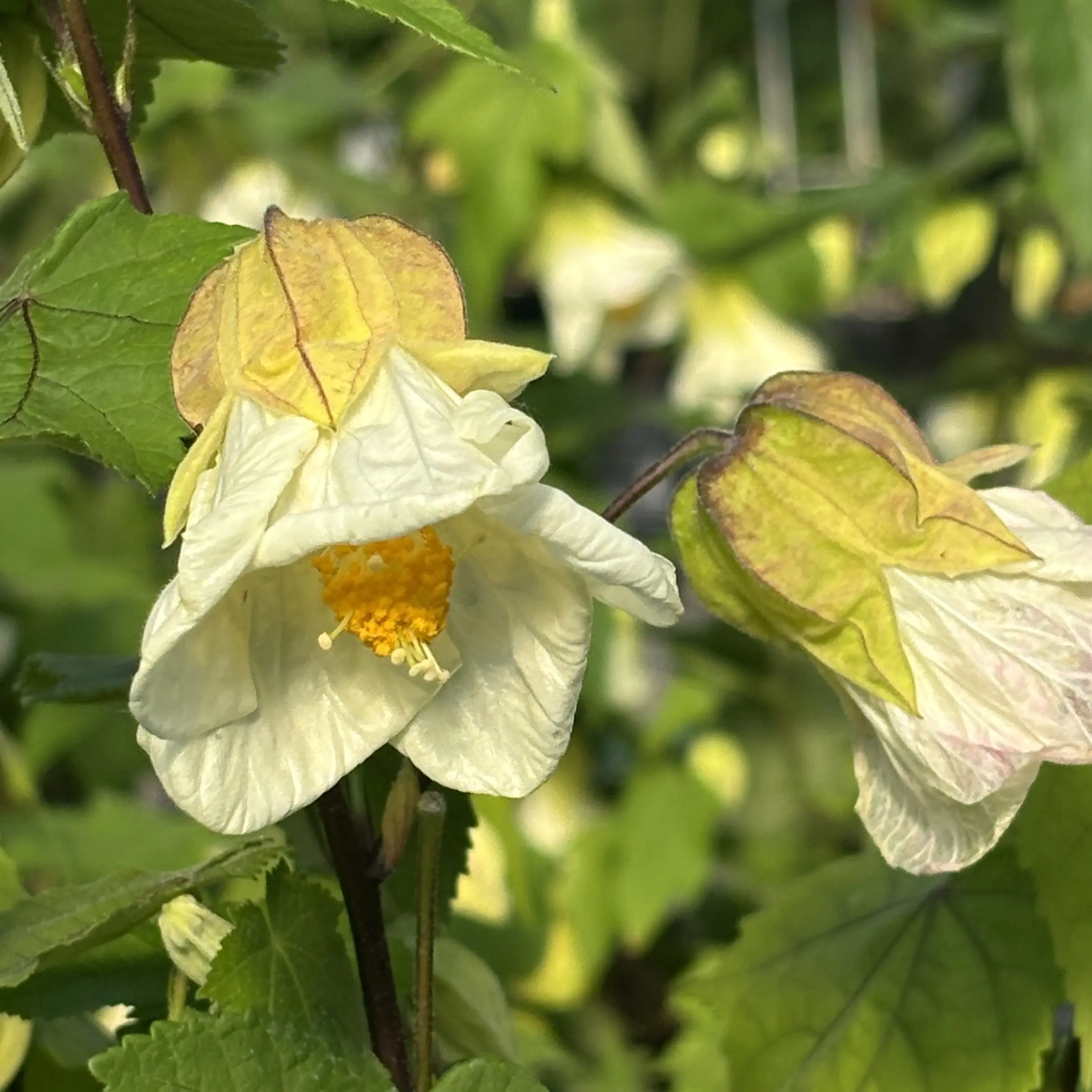 White Flowering Maple Buy Abutilon Alba Plants | Free Shipping Over