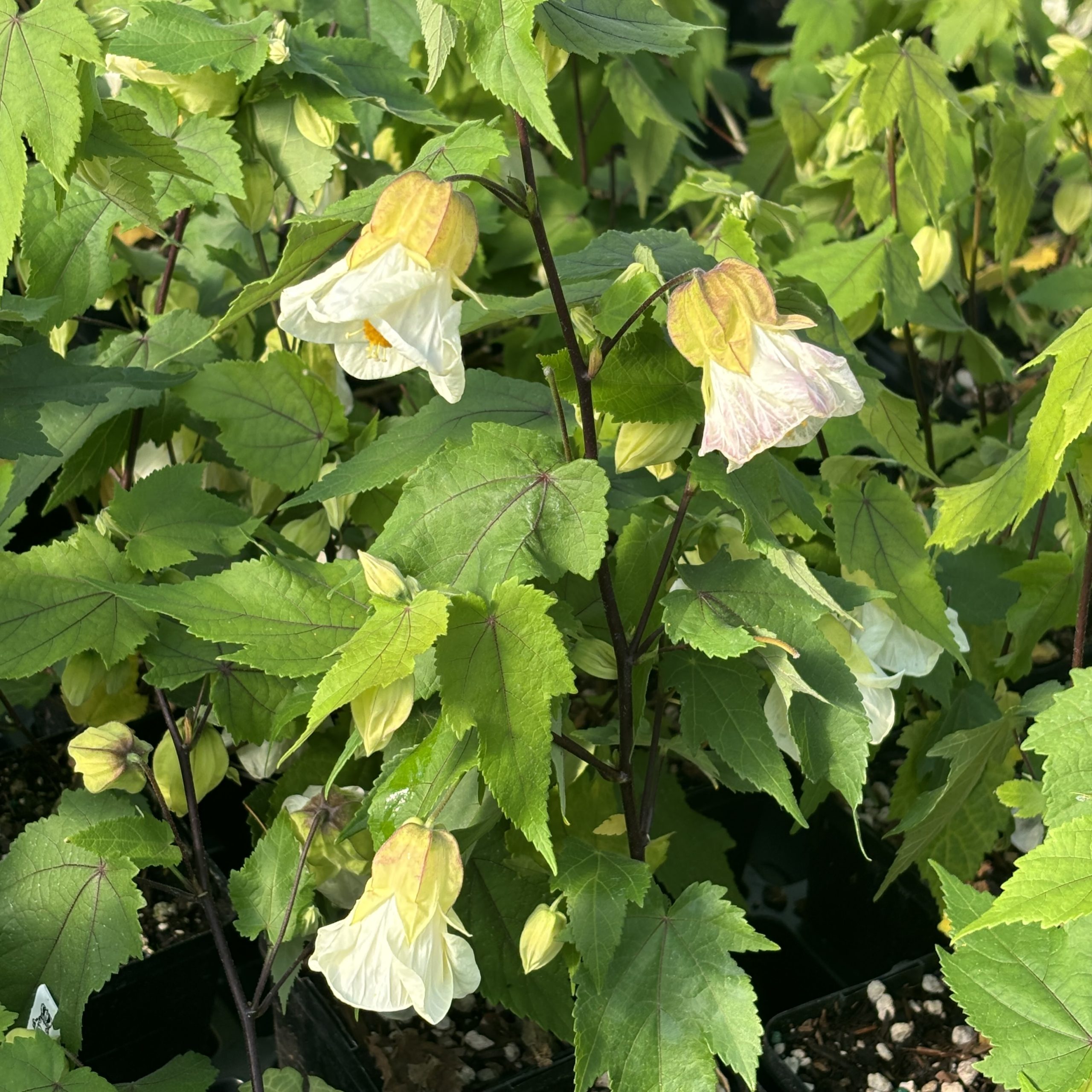 White Flowering Maple Buy Abutilon Alba Plants | Free Shipping Over